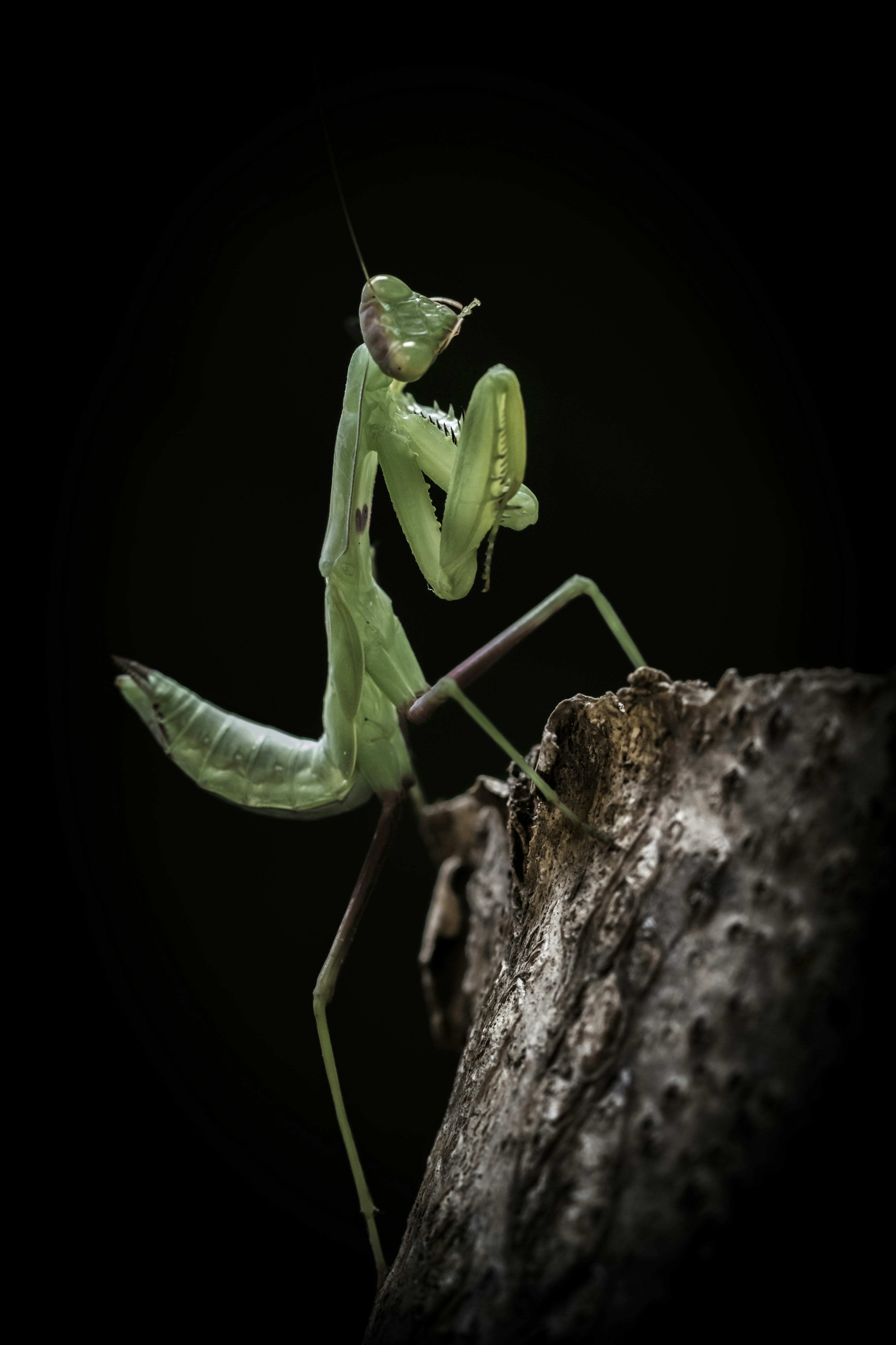 Imágenes de Praying Mantis | Descarga imágenes gratuitas en Unsplash