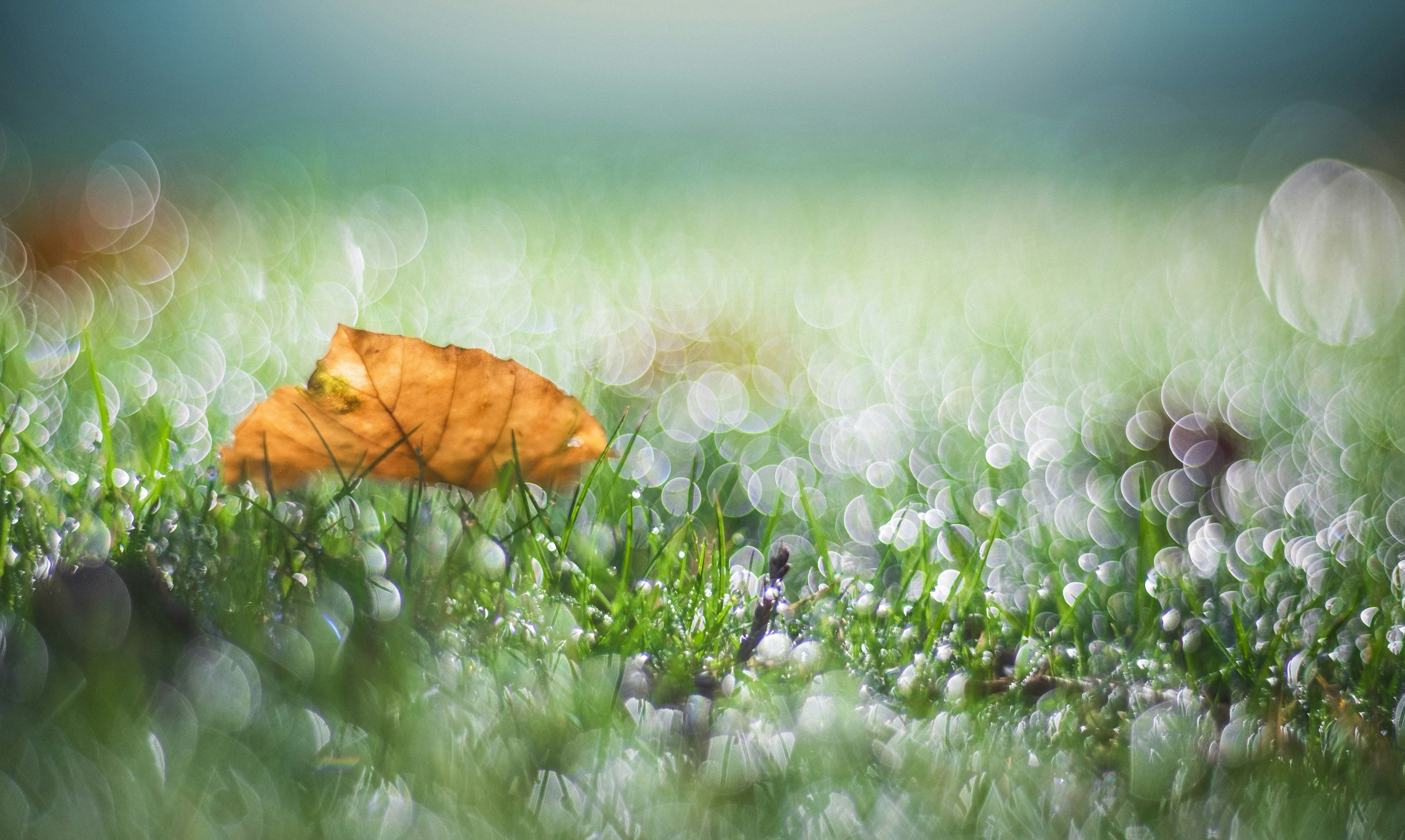 Autumn Leaf on Velvet Grass: A Quiet Field in Soft Focus