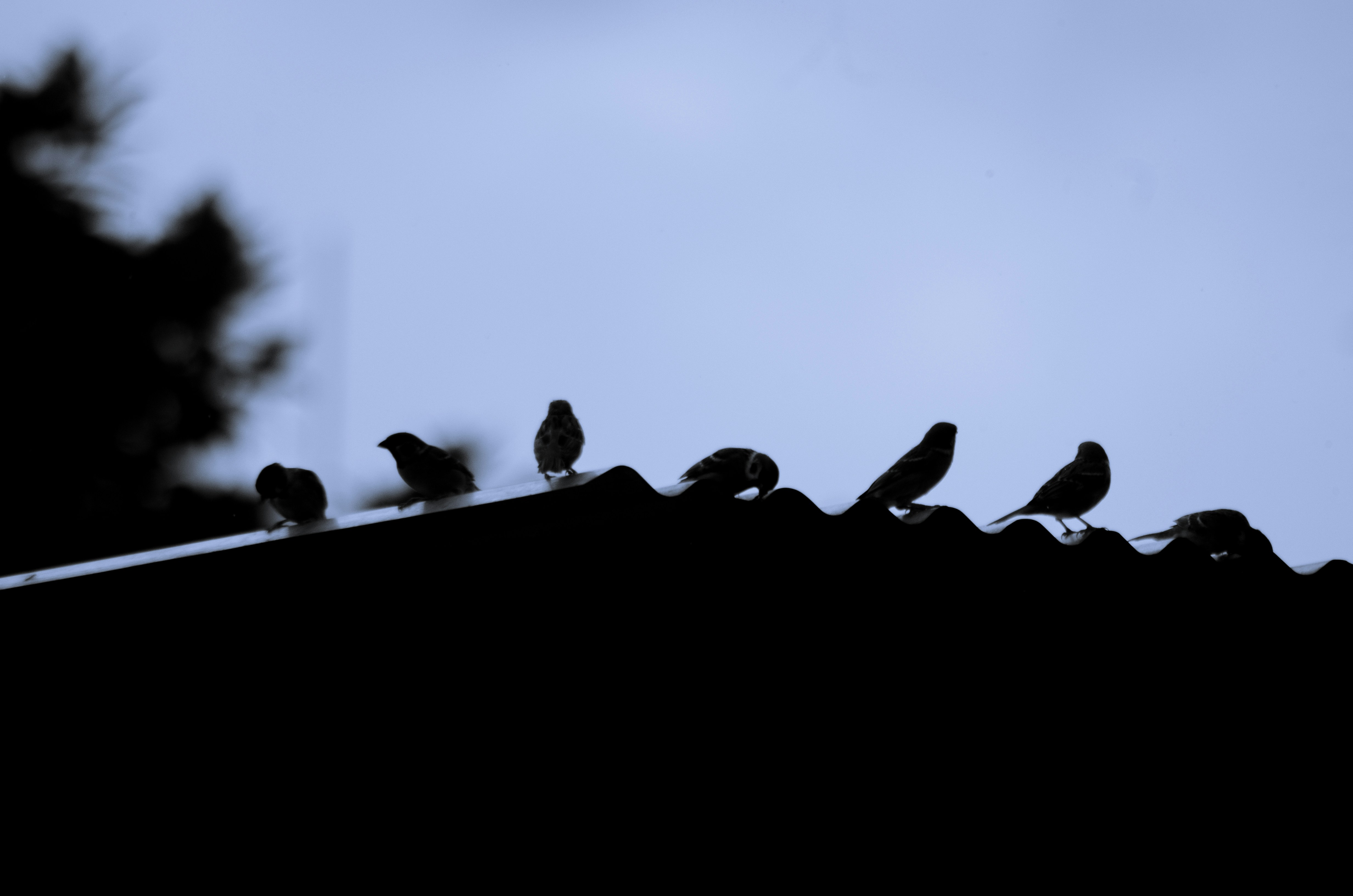 A row of silhouetted birds perched along the edge of a roof against a twilight sky.
