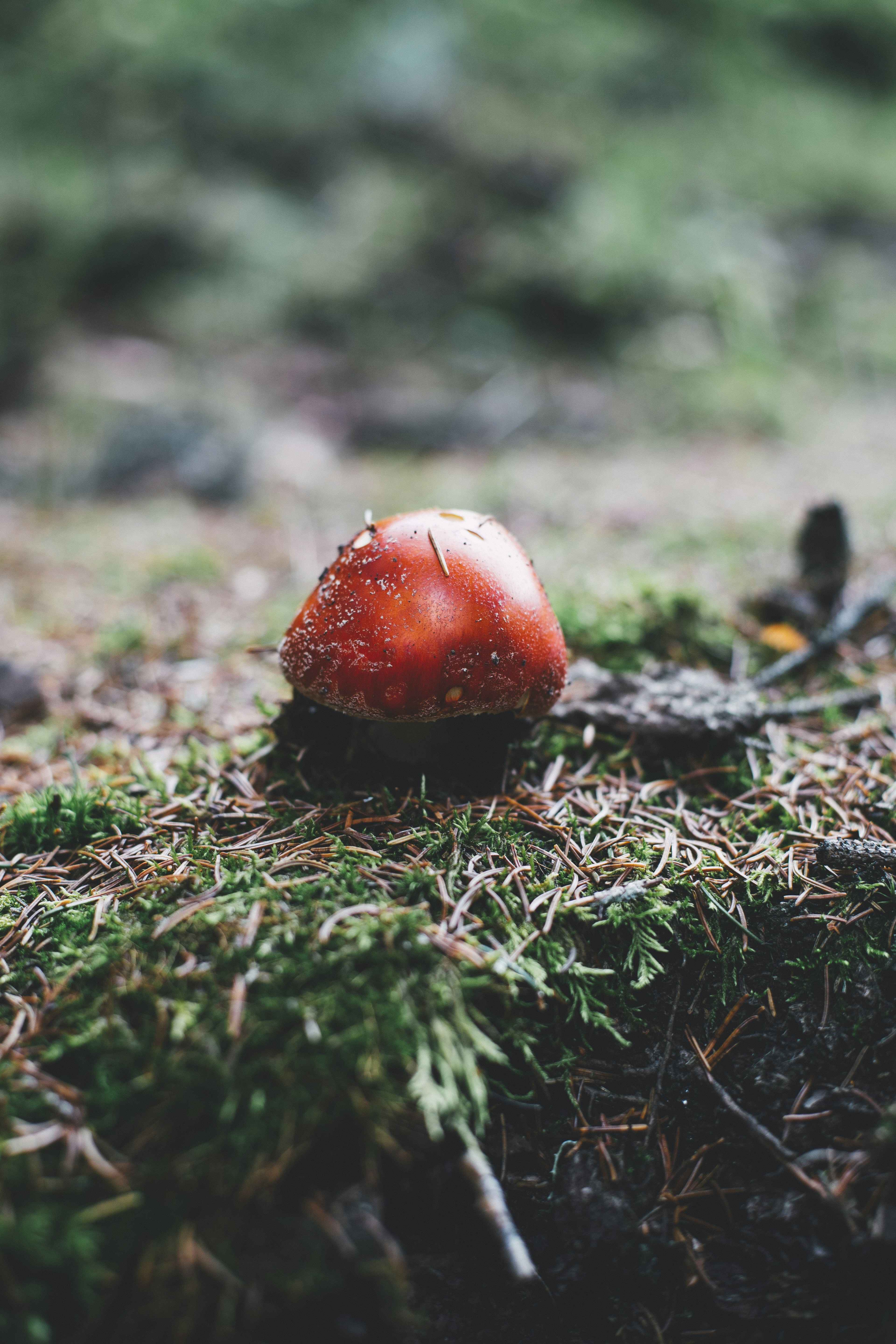 A vibrant red mushroom emerges from a bed of lush green moss and pine needles, showcasing the intricate details of its surface. The soft focus background enhances its prominence.