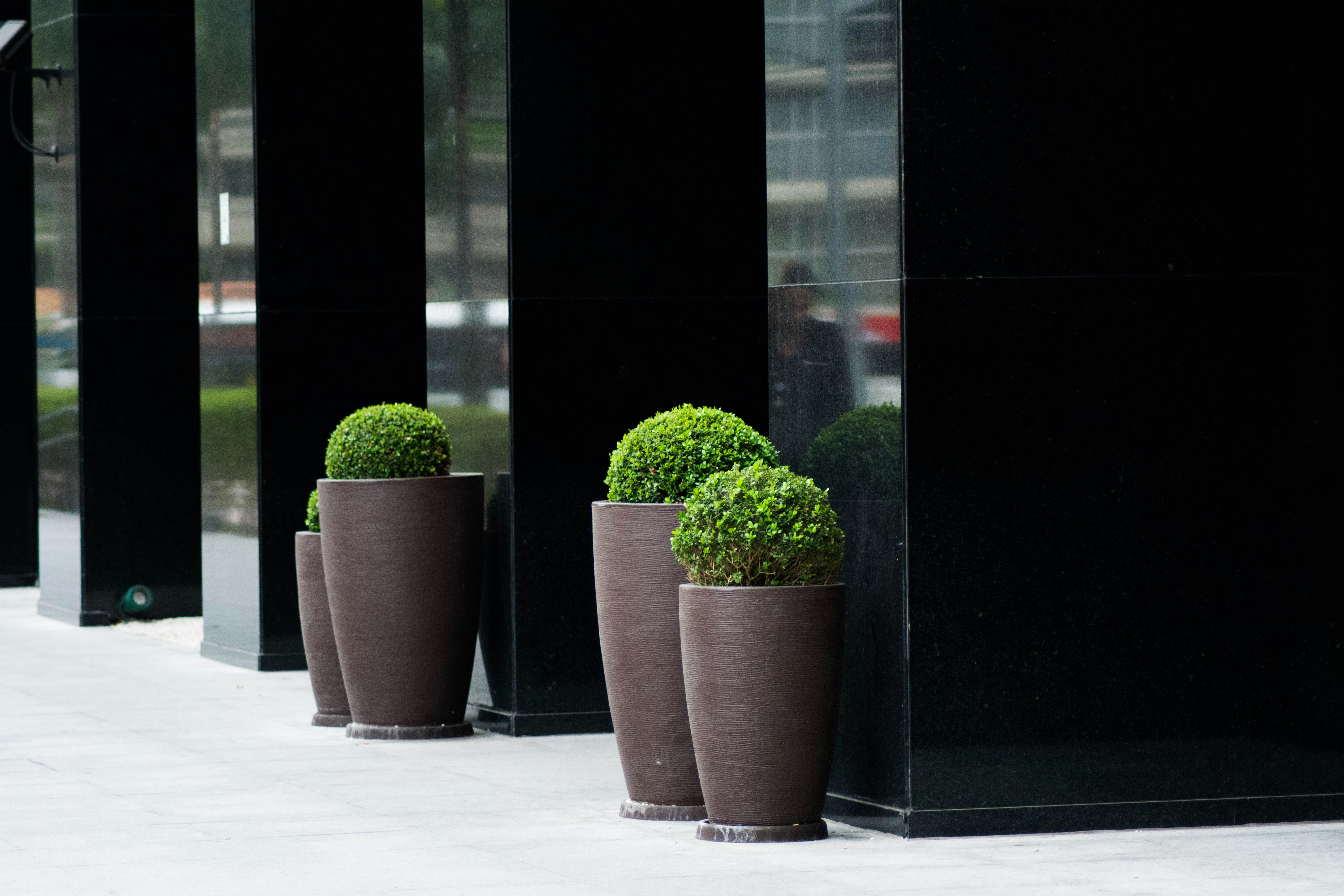 Four round topiary plants arranged in sleek pots beside a modern building facade.