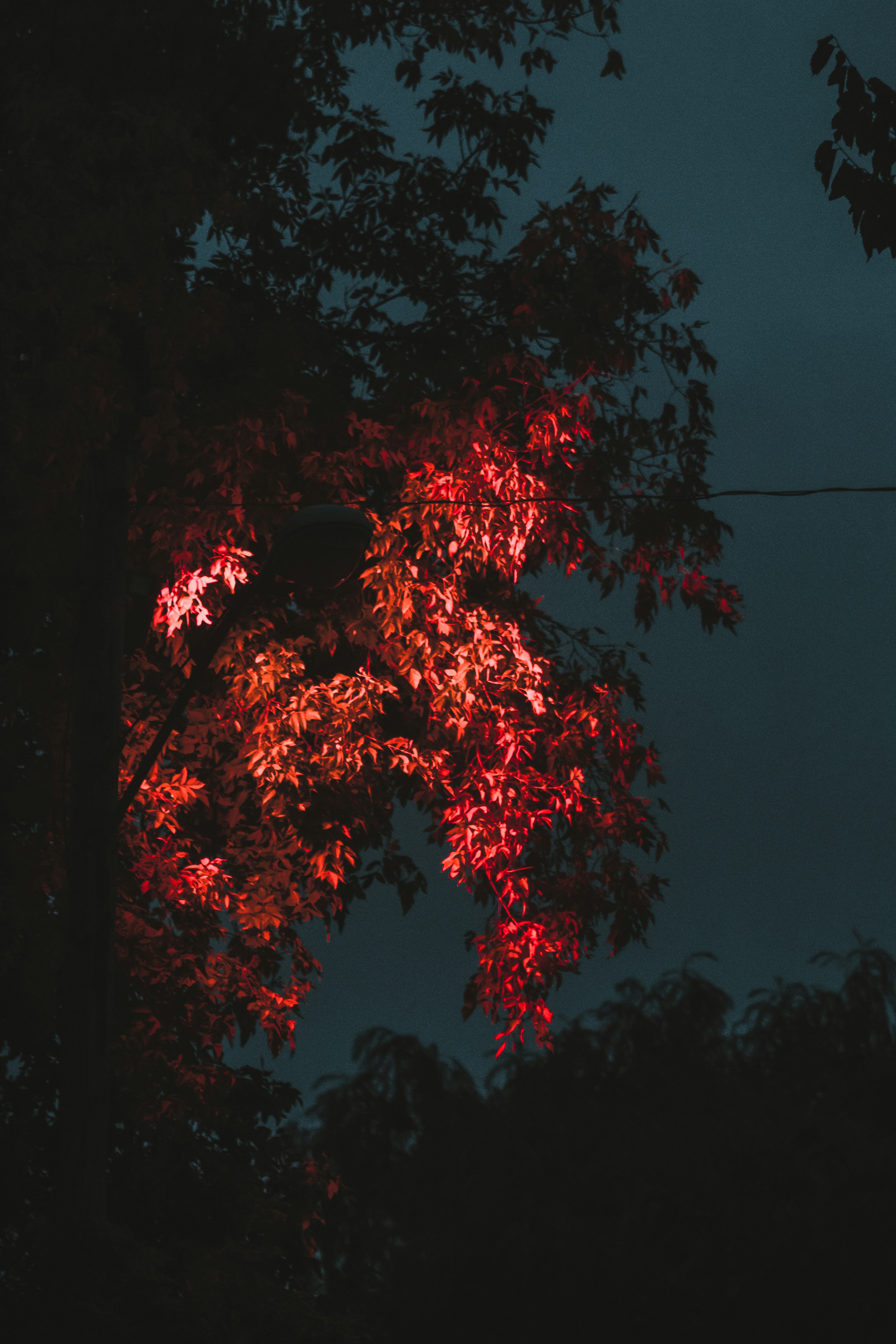 Vibrant red leaves illuminated by streetlight against a twilight sky.
