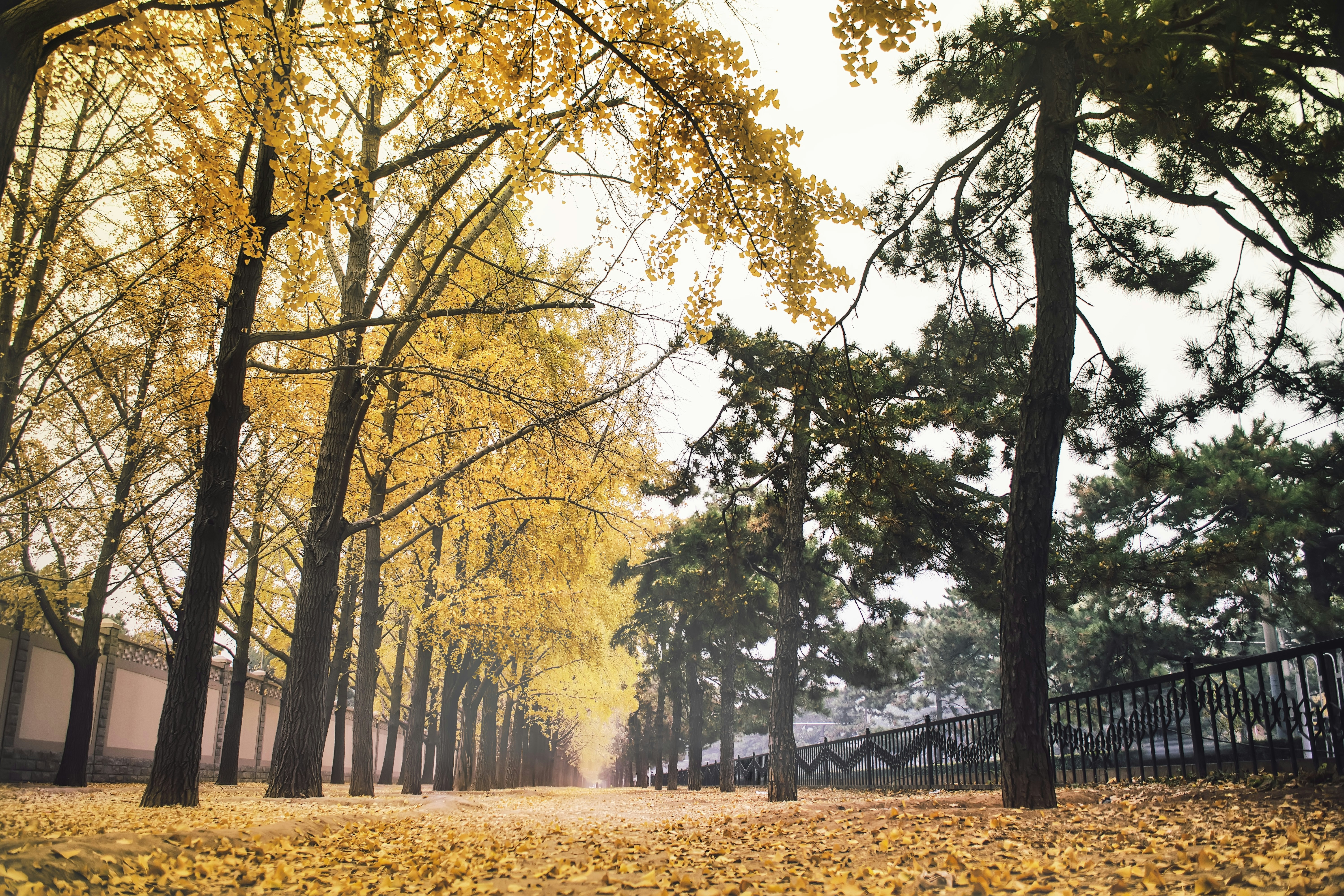 Yellow sakura tree photography photo – Free Plant Image on Unsplash