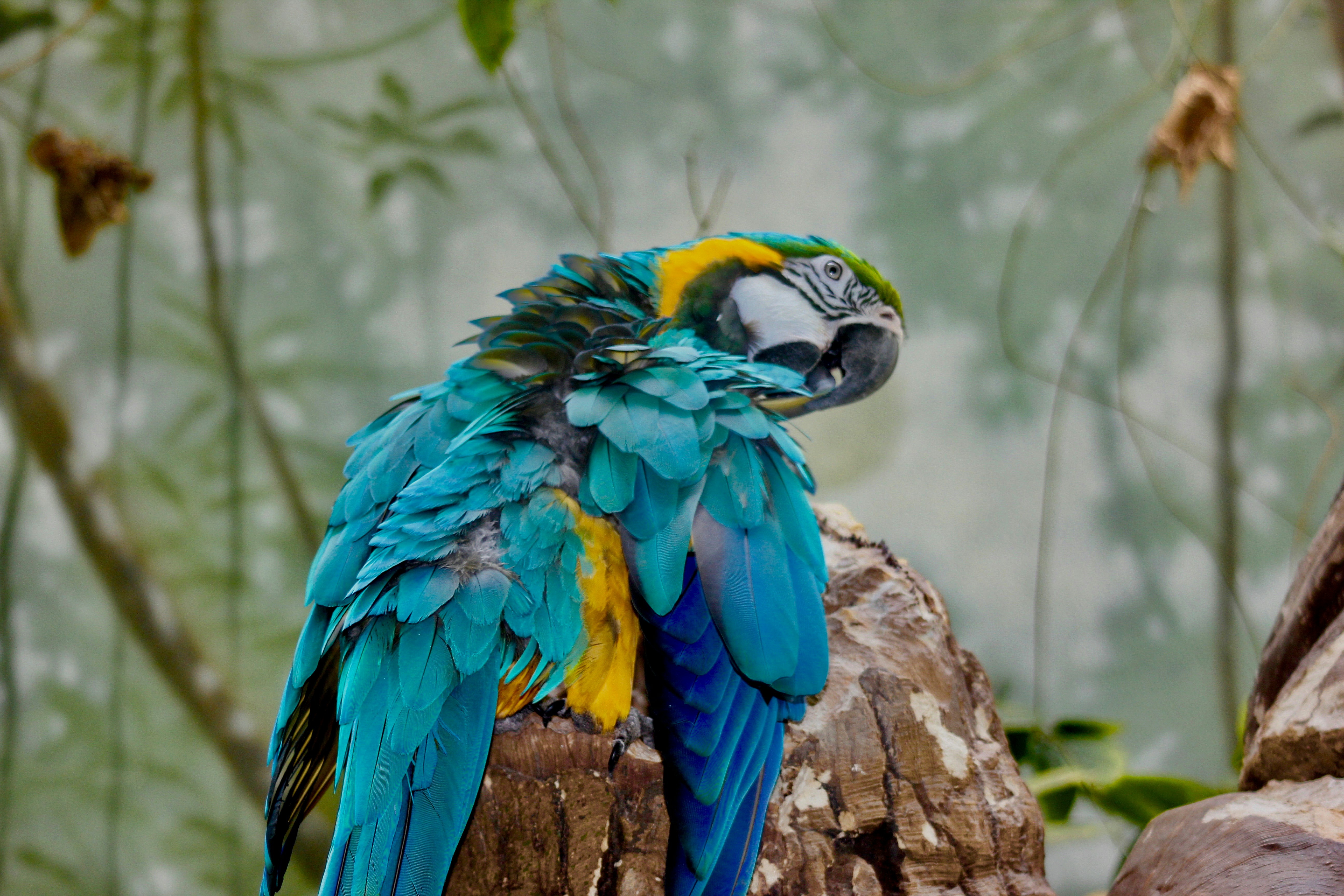 Azure Monarch at Rest: Blue-and-Yellow Macaw Preening on a Weathered Stump