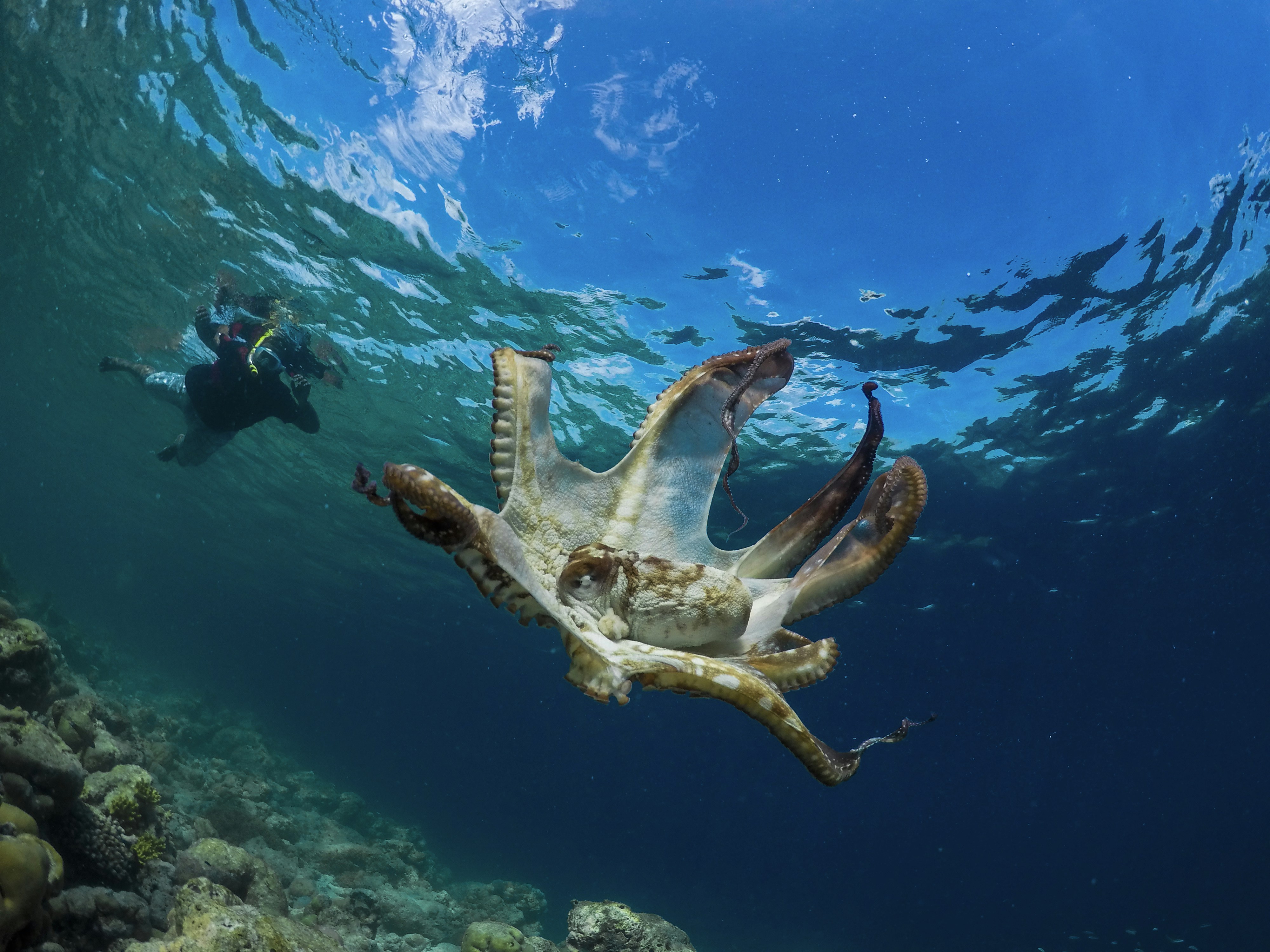 Brown and white sea creature under body of water photo – Free Sea Image ...