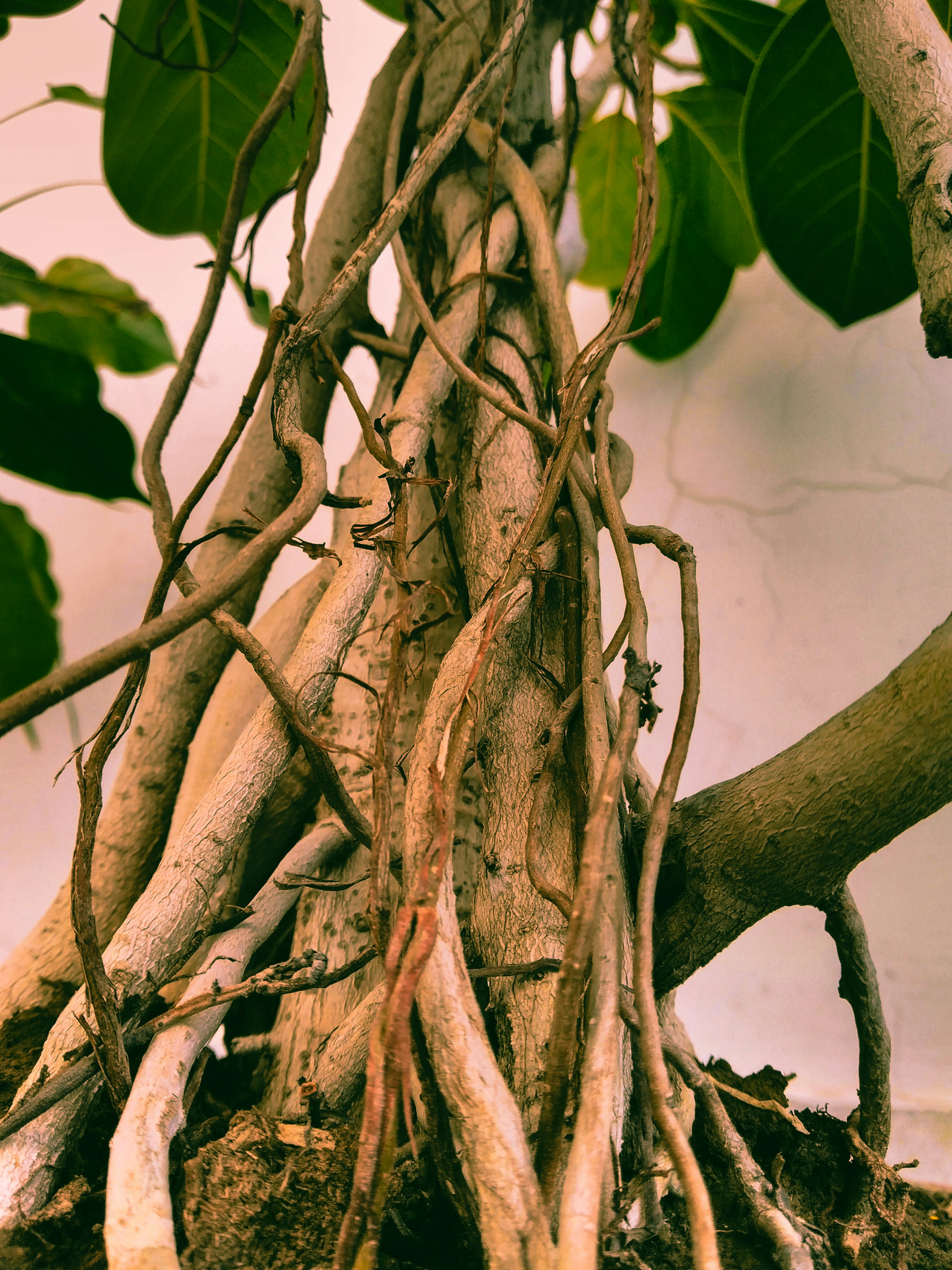 BITTER-ROOT JUDGEMENTS