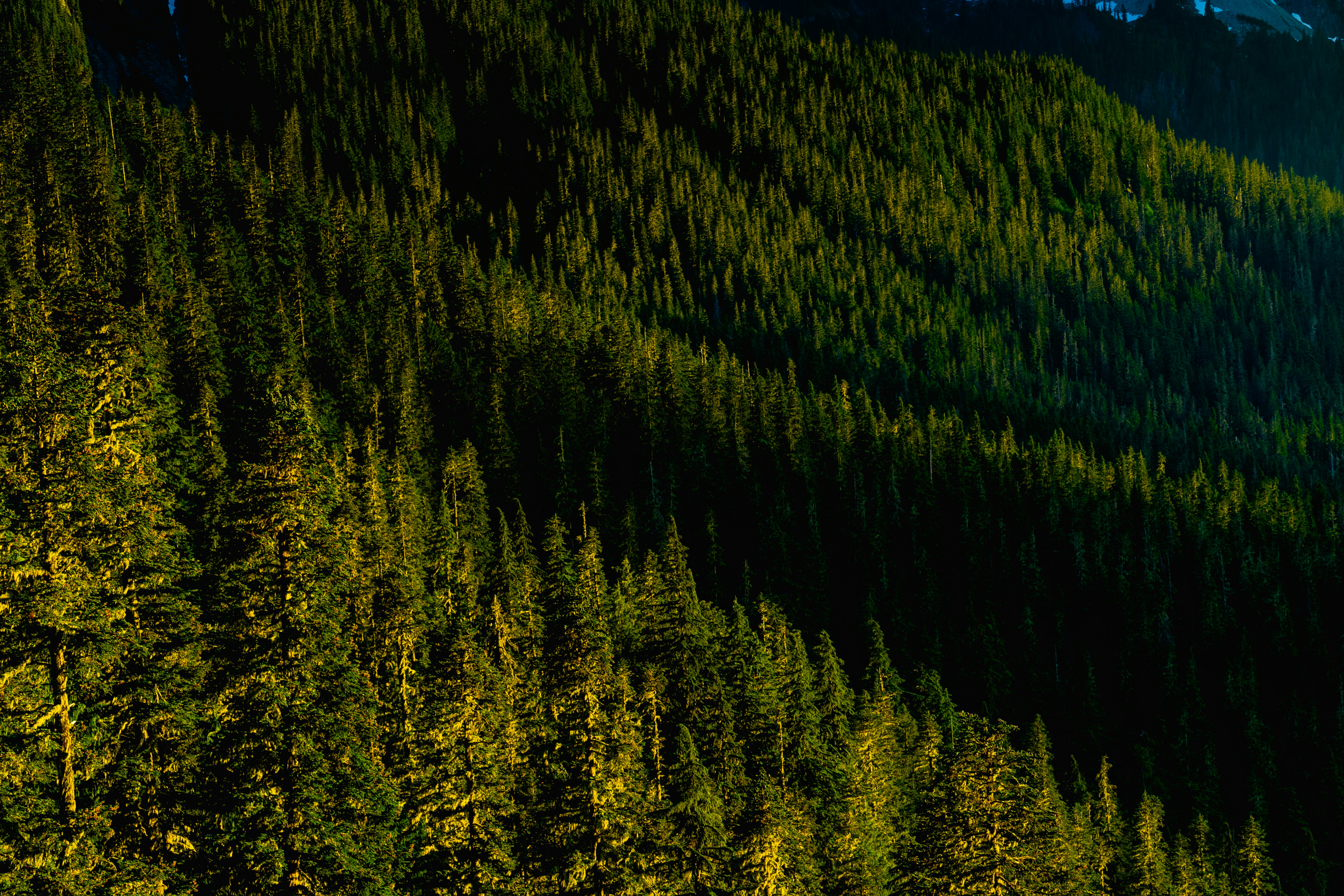 Vast expanse of dense evergreen forest bathed in golden light, stretching across rolling hills.