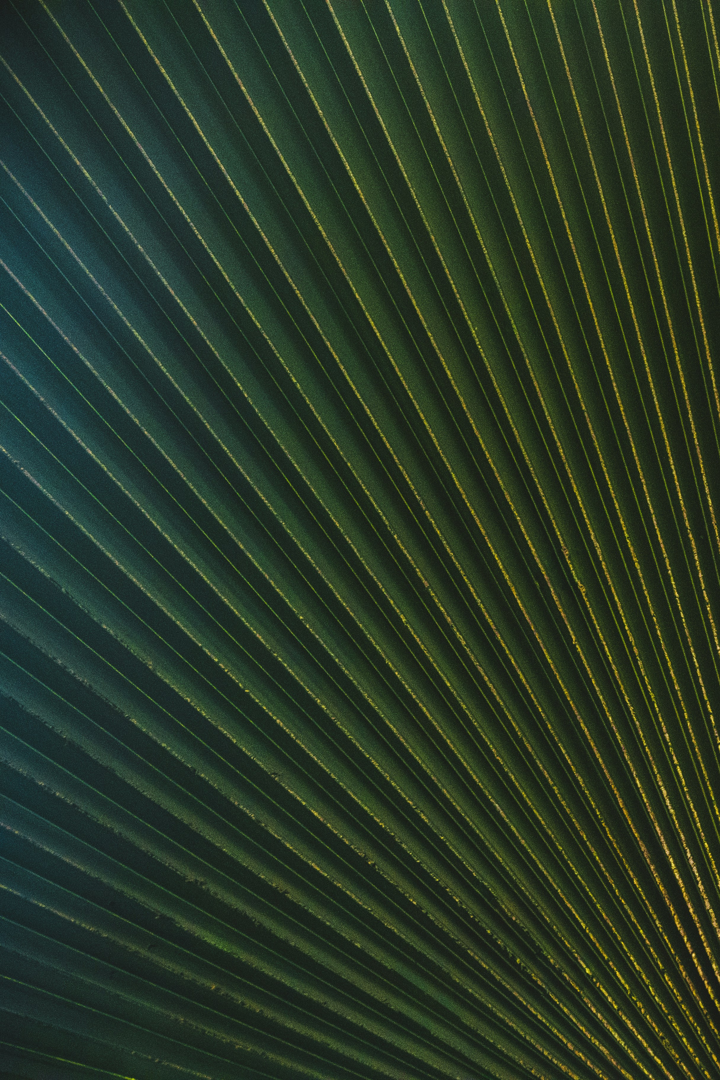 Green Gold Pictures | Download Free Images on Unsplash