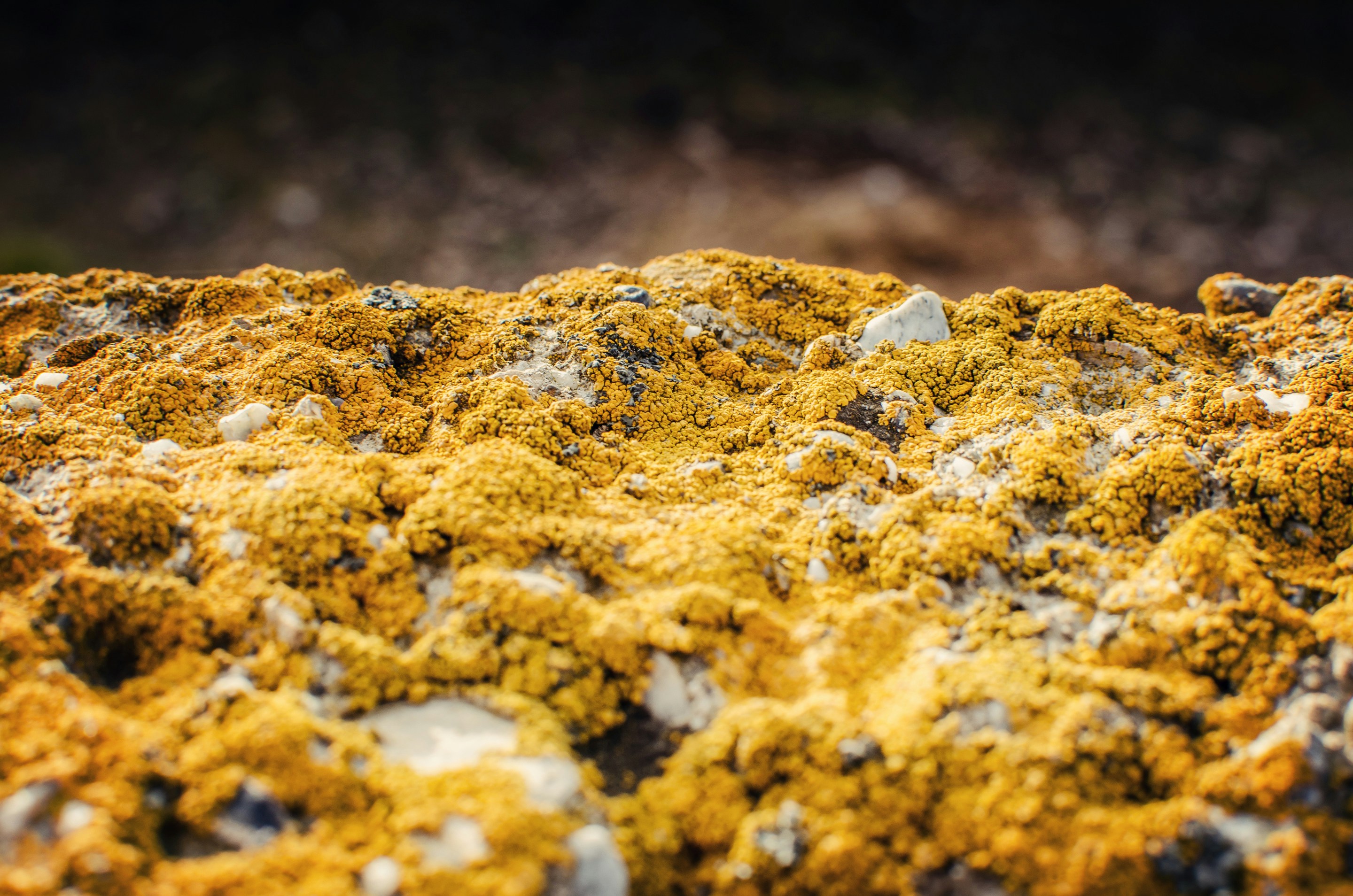 Amber Lichen on Weathered Stone: A Close-Up Study of Texture and Color