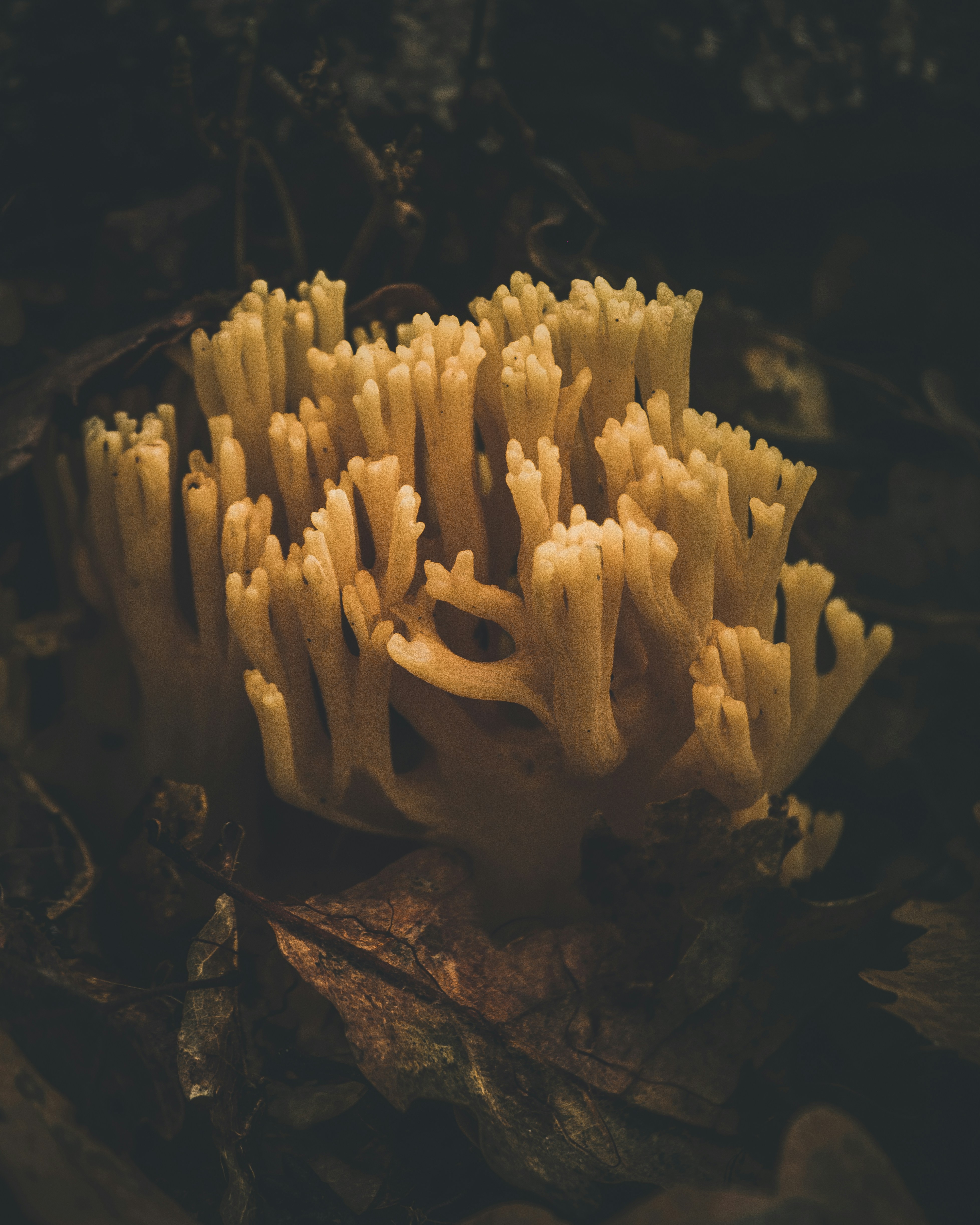 Delicate coral-like fungi emerging from a bed of fallen leaves, showcasing intricate textures and forms. A study in natural artistry.
