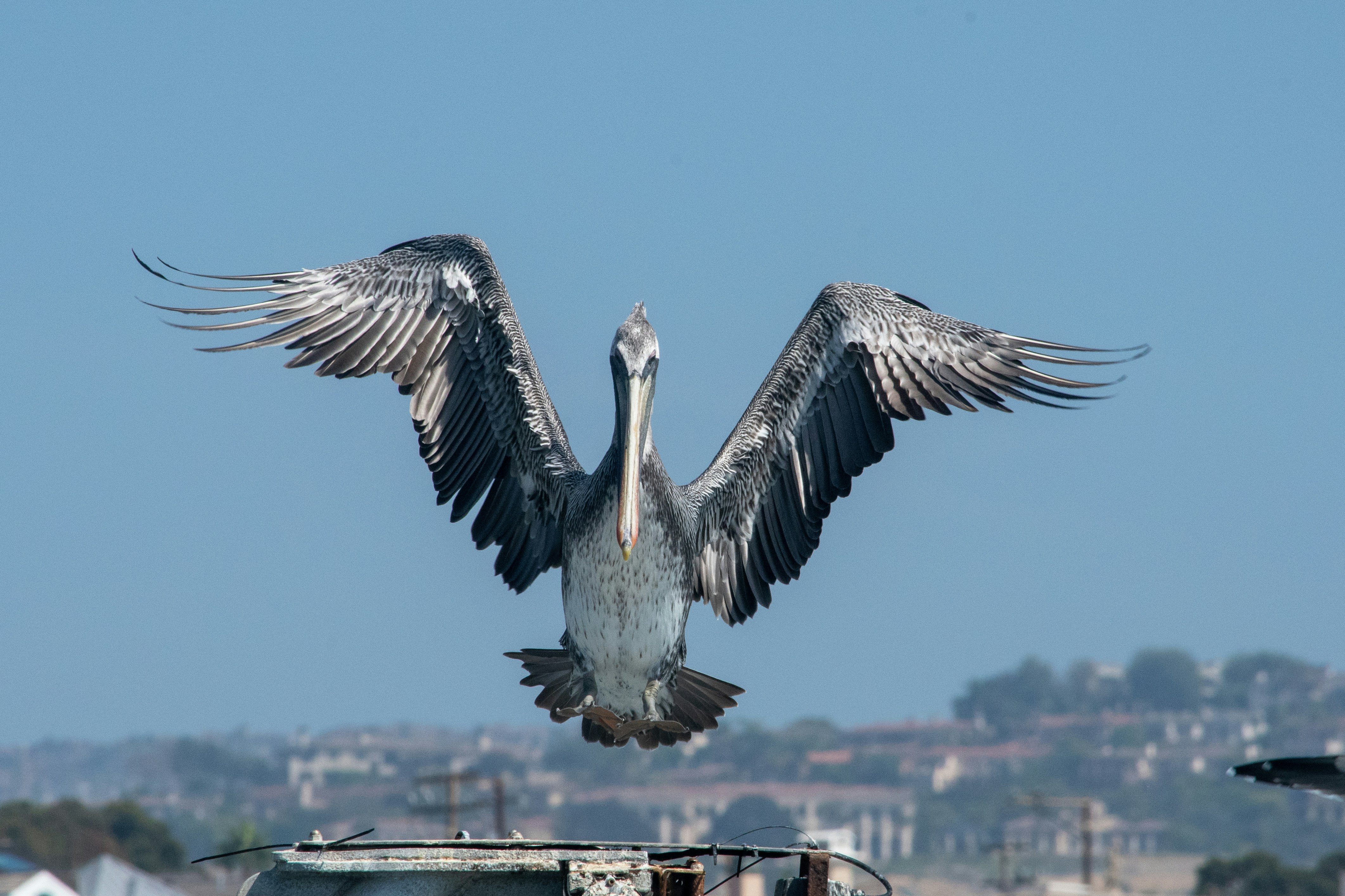 Winged Arrival: Pelican Unfolds Its Wings Over a Weathered Dock