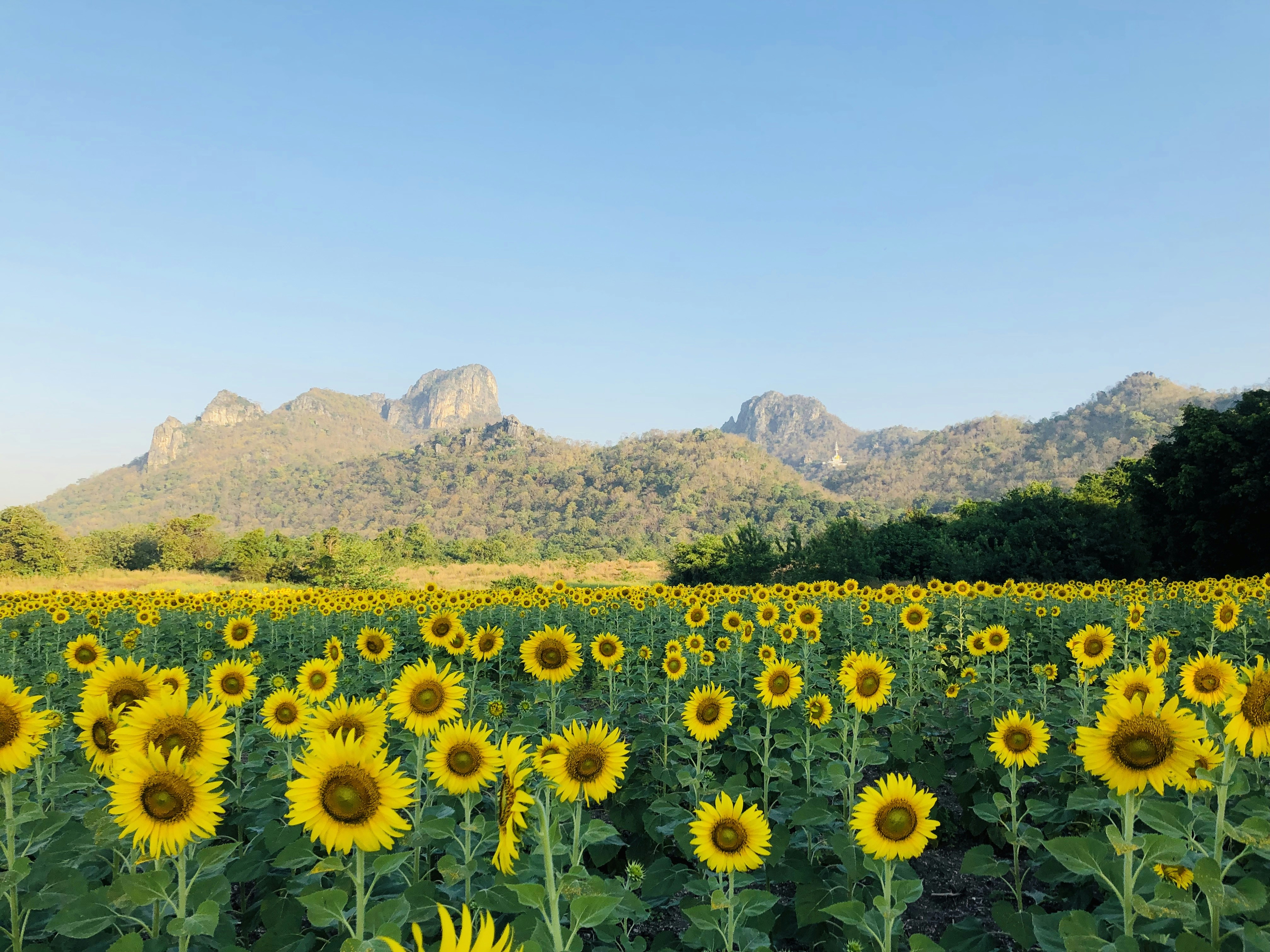 Sunlit Sunflowers Against a Rugged Mountain Horizon