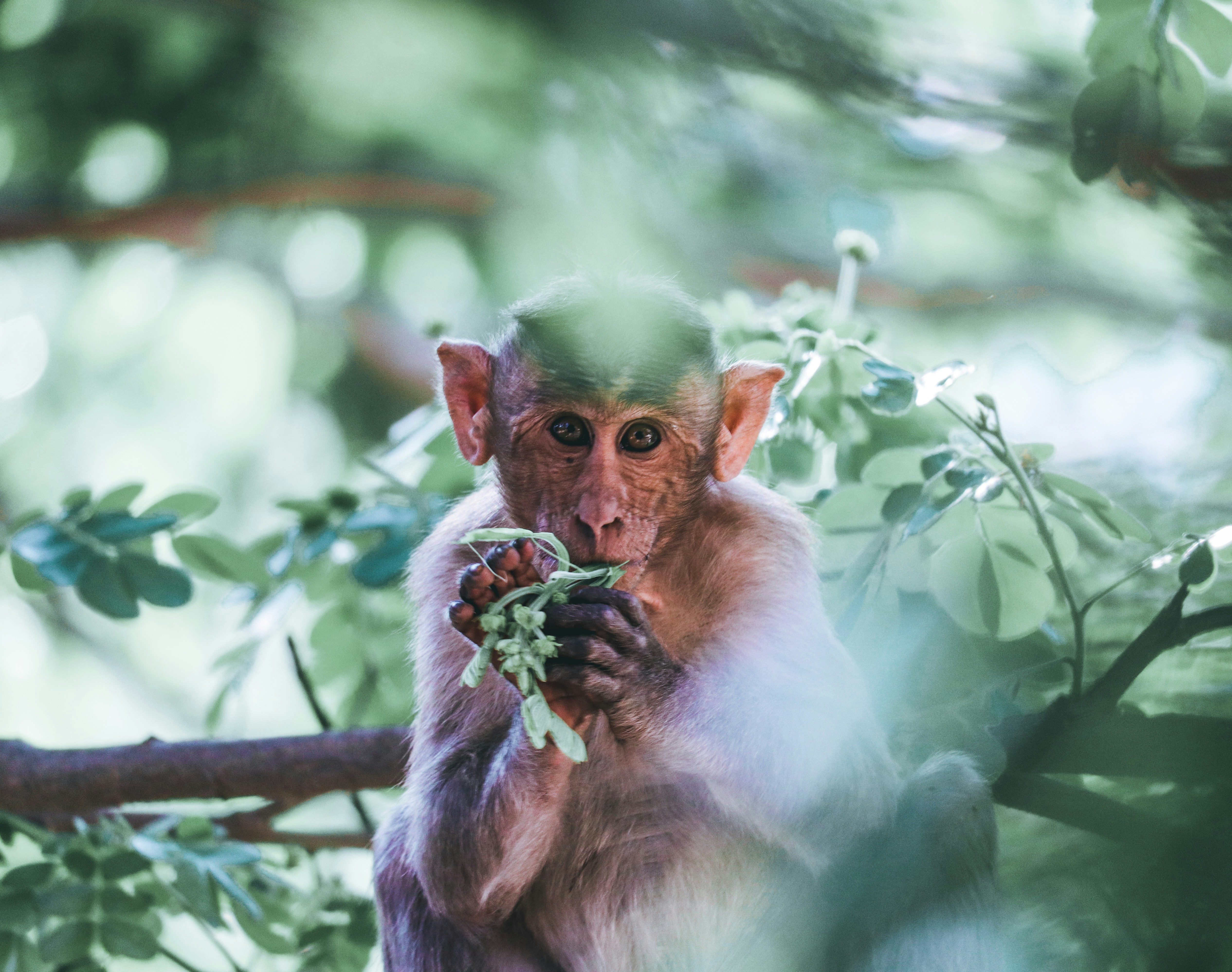 Monkey munching on greenery amidst a lush backdrop of leaves.