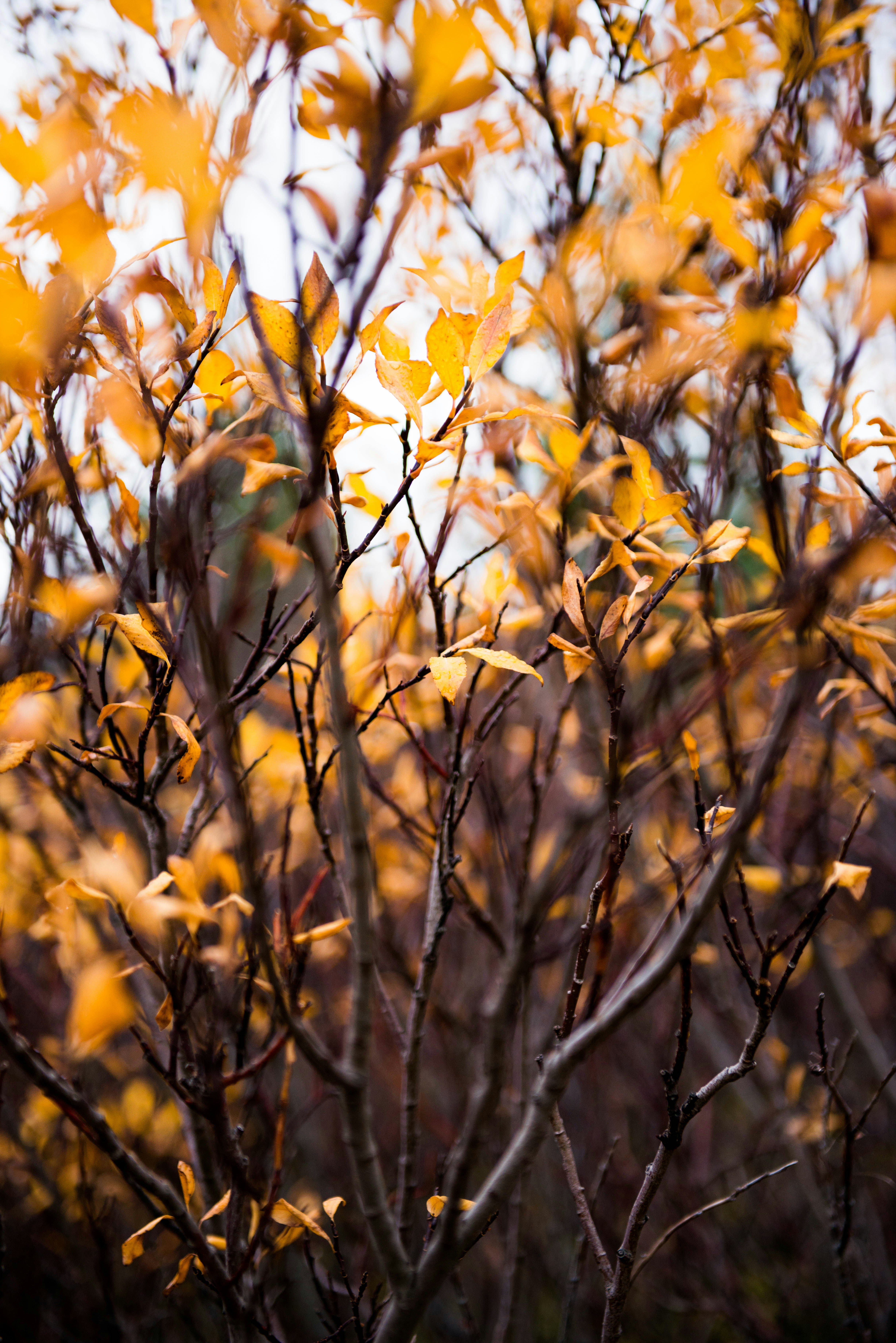 Yellow leaves tree photo – Free Iceland Image on Unsplash