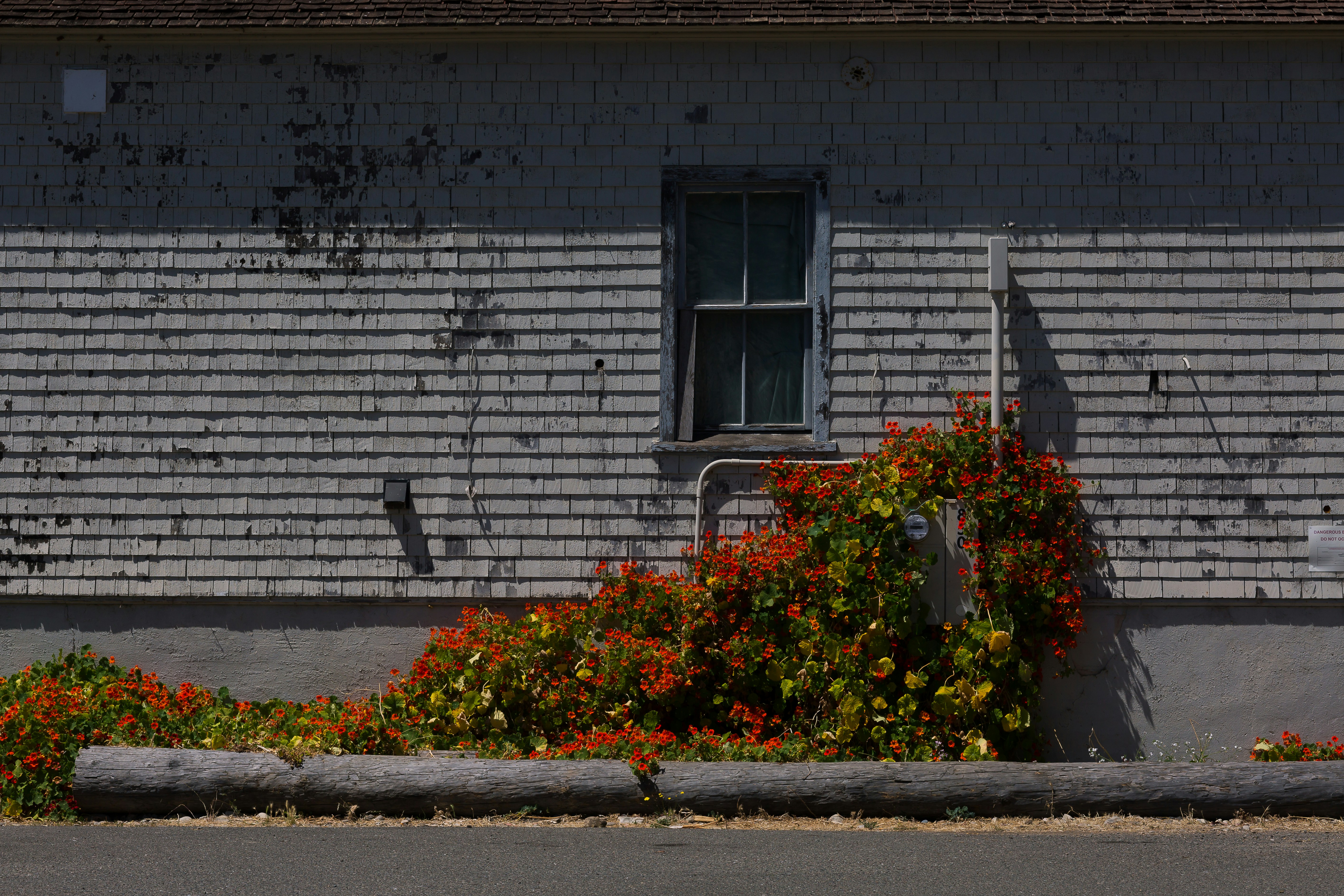 Flame Vines Span a Weathered Facade Beneath a Lone Window