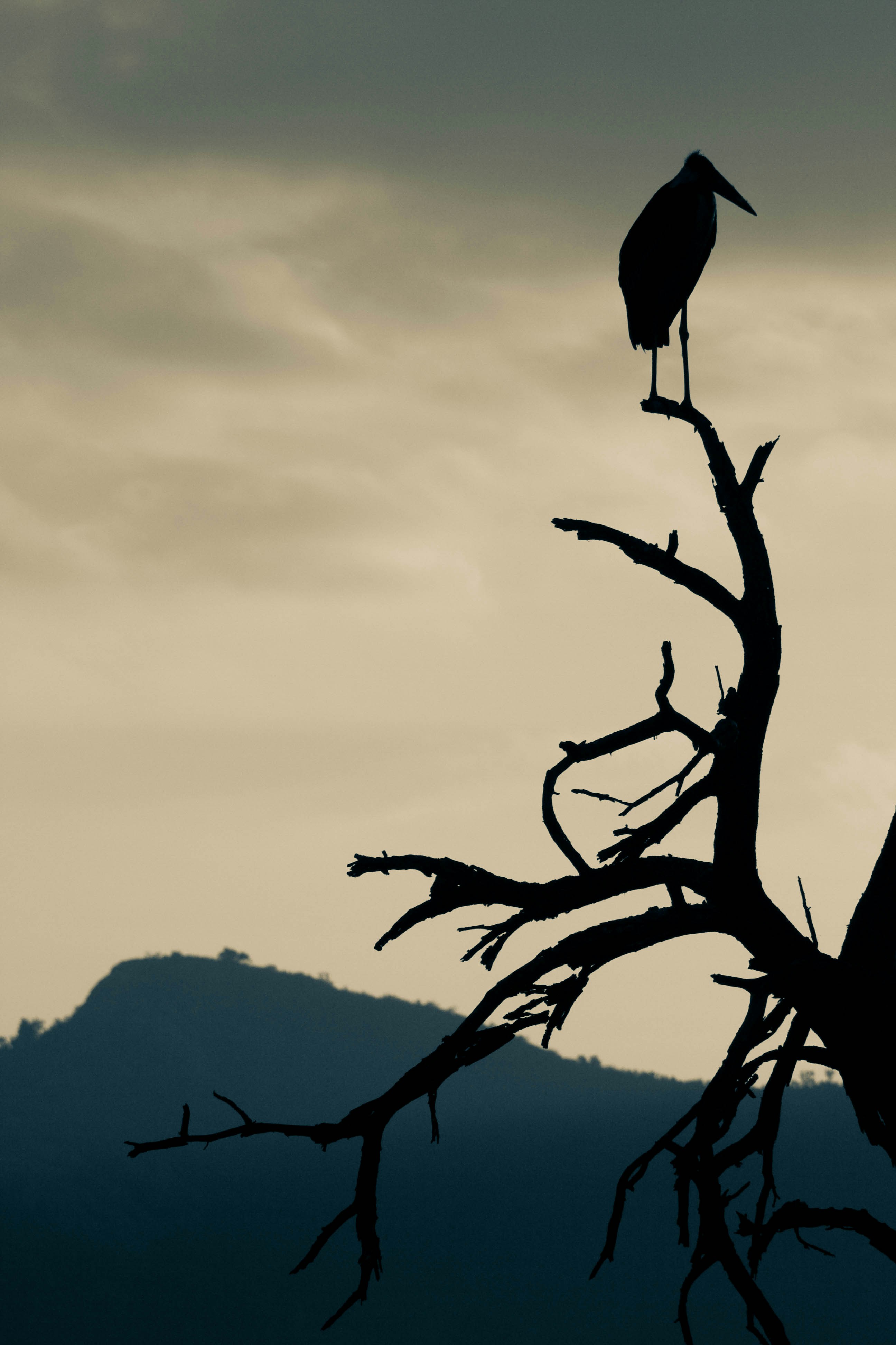 Long bill bird on a tree photo – Free Brown Image on Unsplash