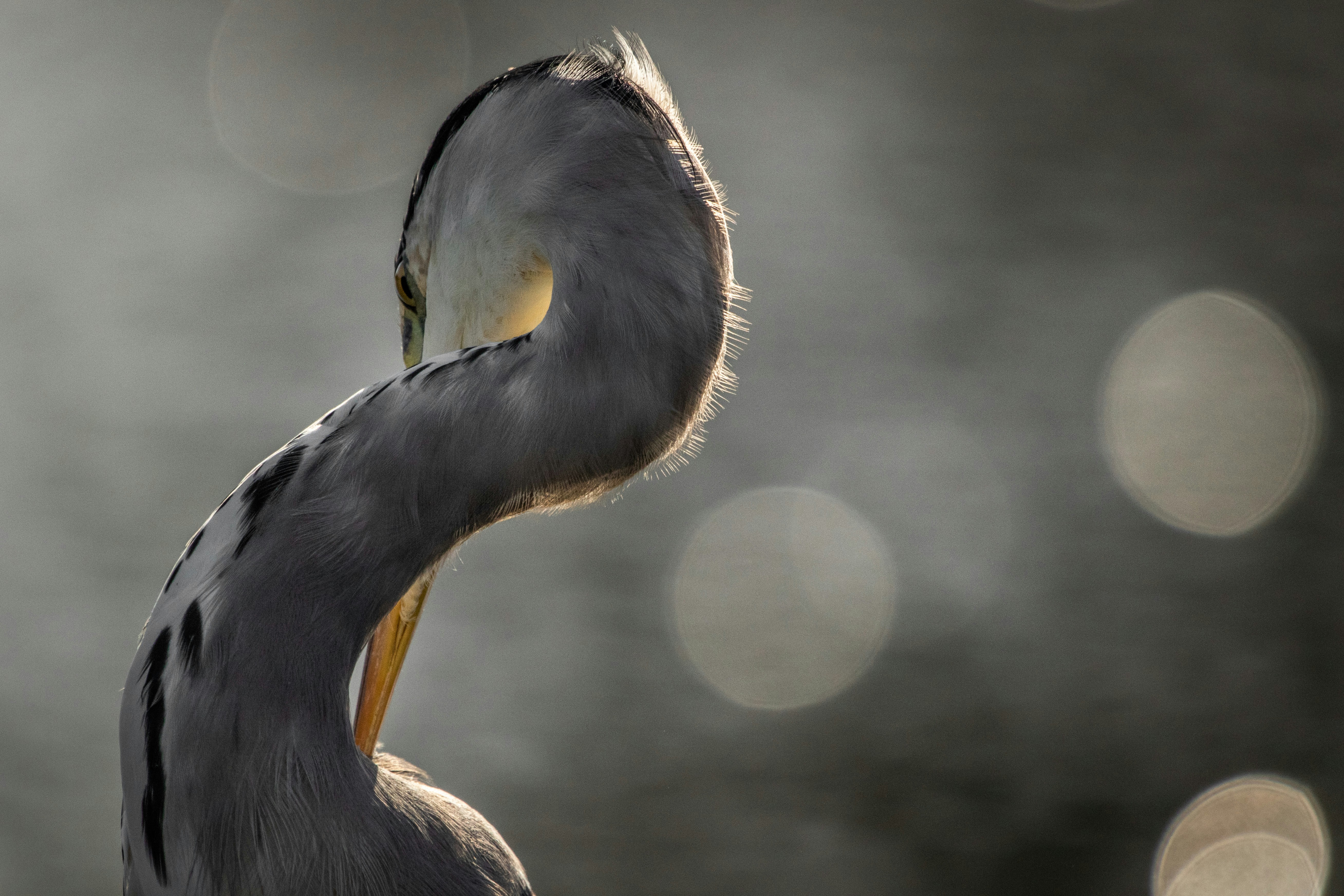 S-Curve Portrait: A Heron’s Neck in Soft Backlight