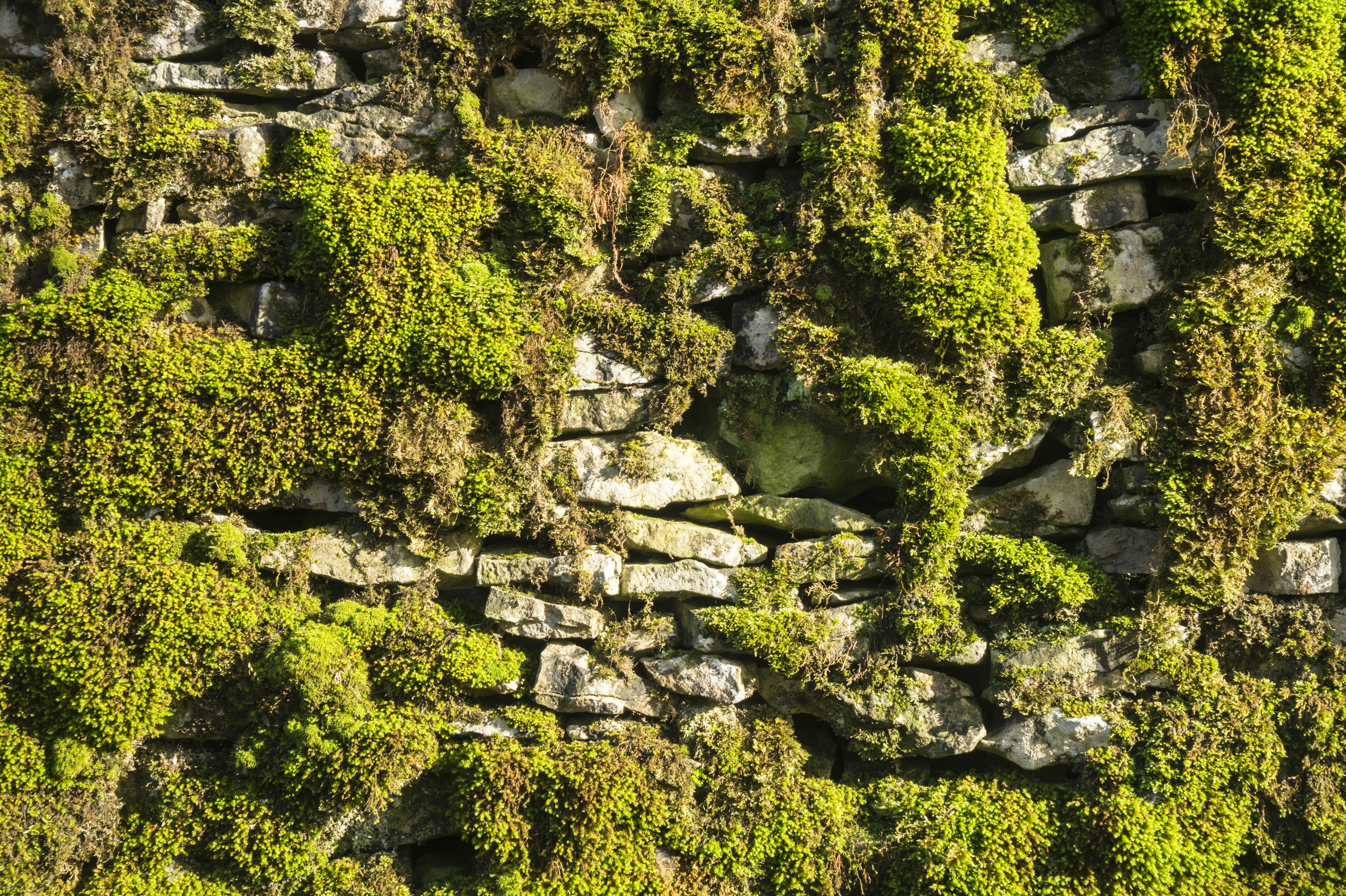 Moss Wall Pictures | Download Free Images on Unsplash