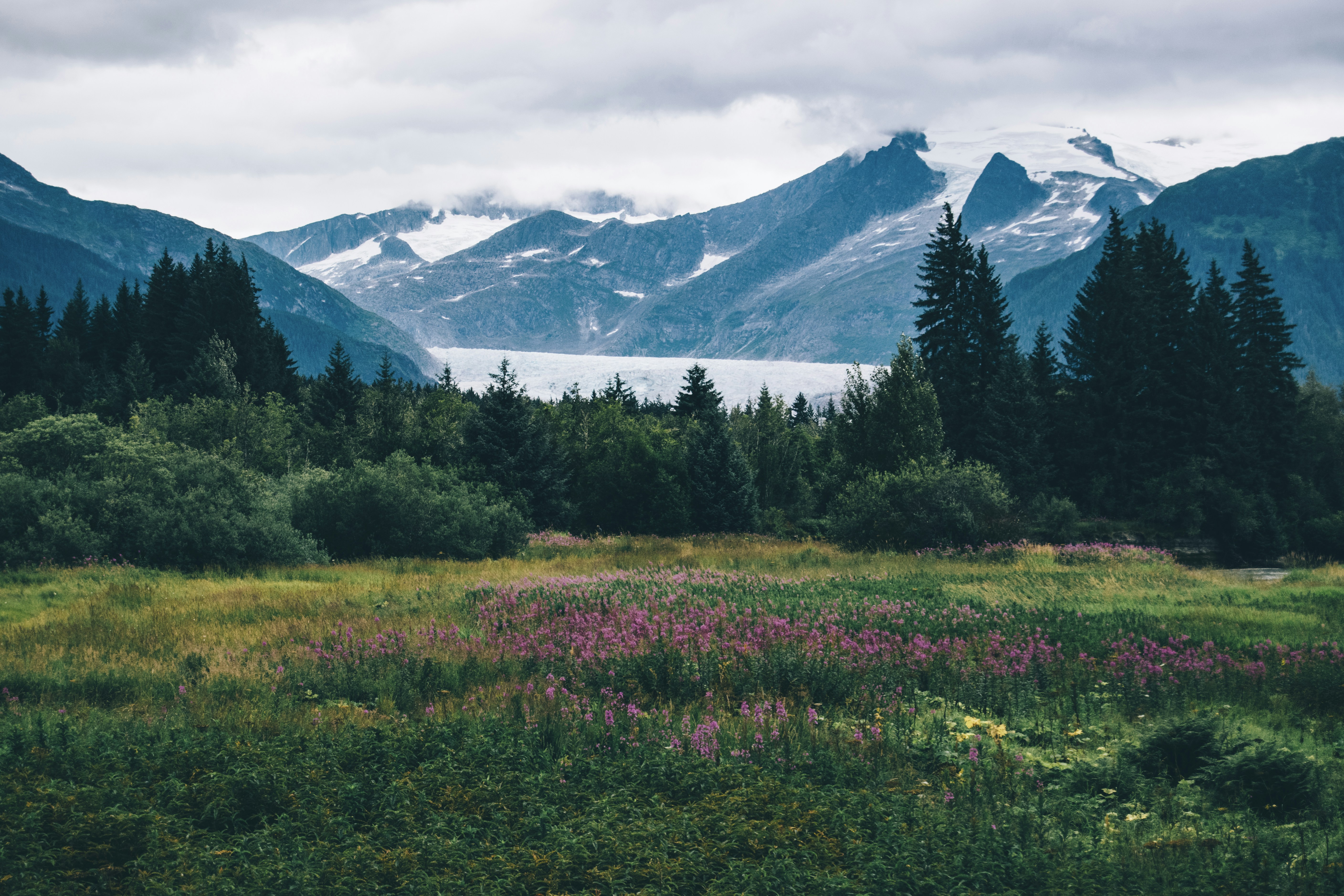 Pink Wildflowers in an Alpine Meadow Beneath Snow-Capped Giants
