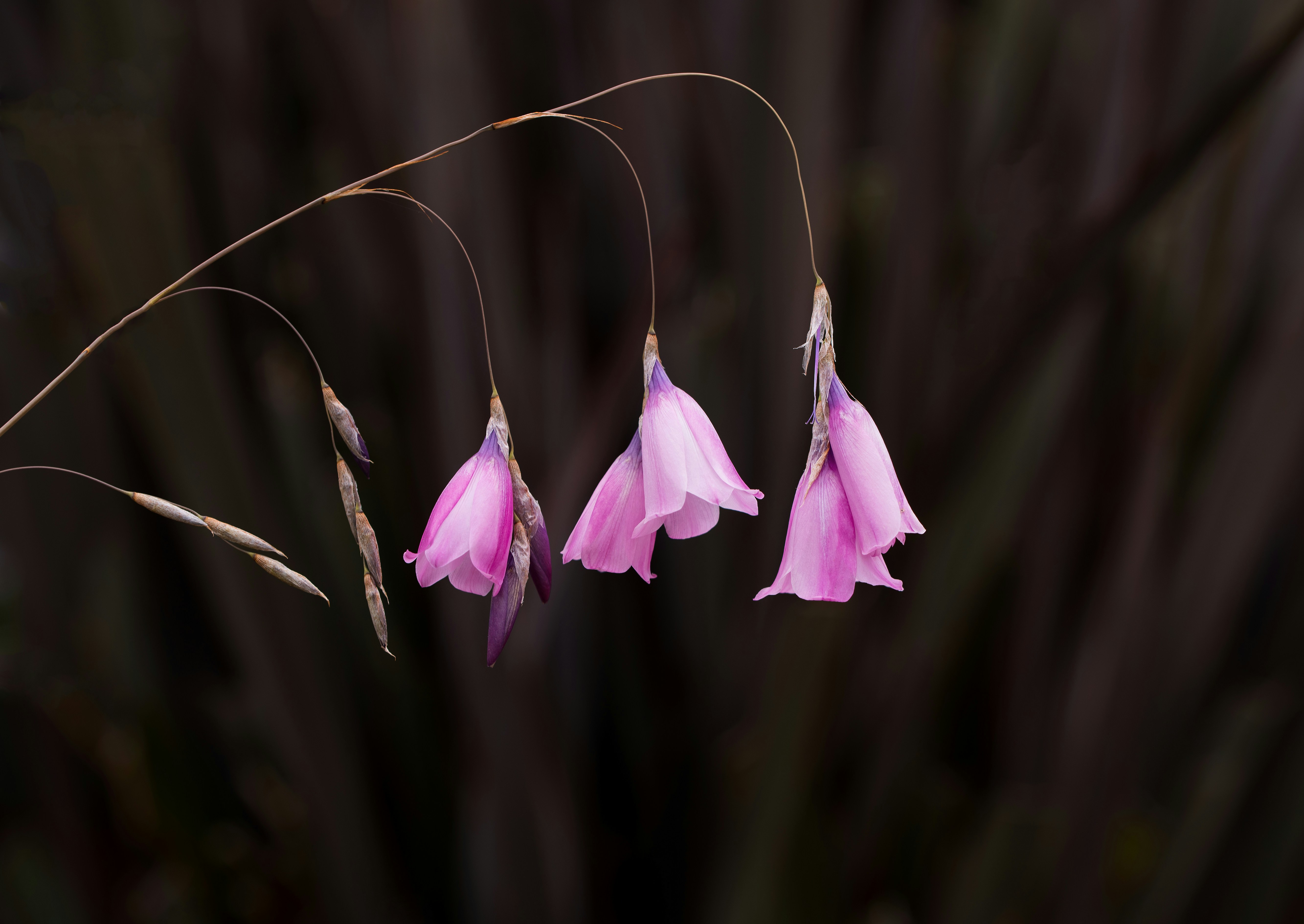 Three pink bellflowers on a curved stem against a shadowed backdrop