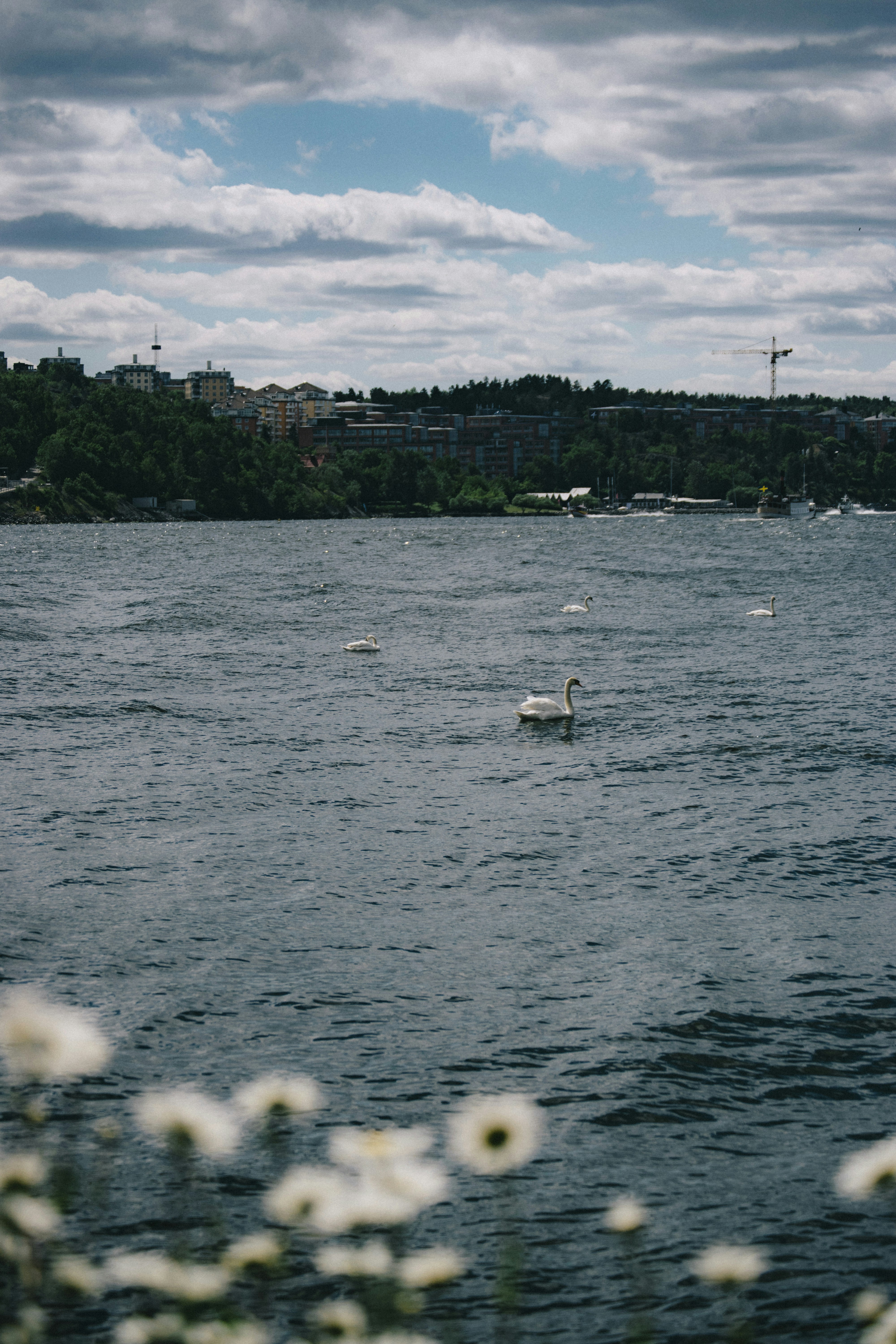 Swan's Quiet Crossing: Urban Horizon Framed by a Lake