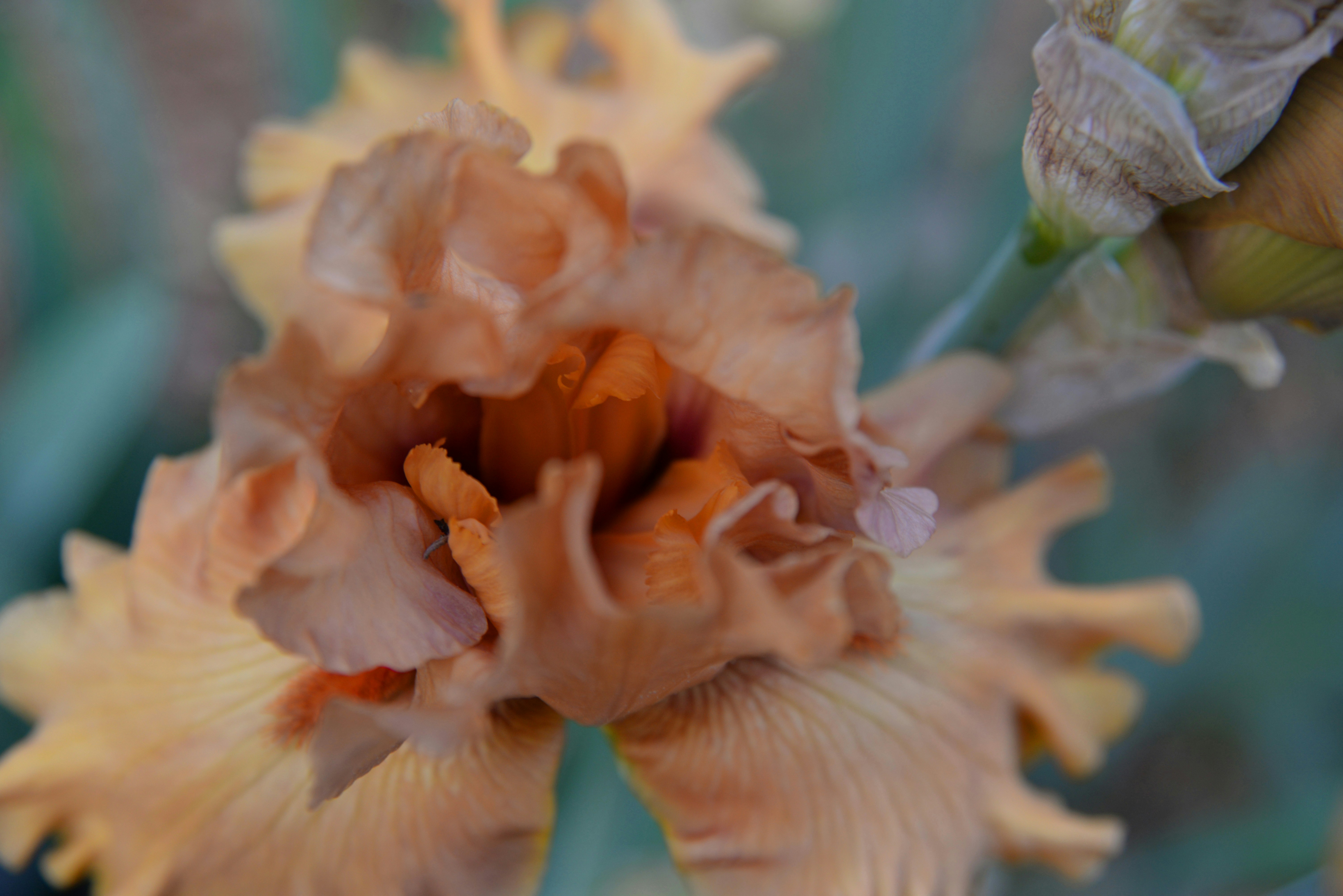 Peach Bearded Iris in Dreamy Macro: Velvet Ruffles Against a Mint-Blue Backdrop