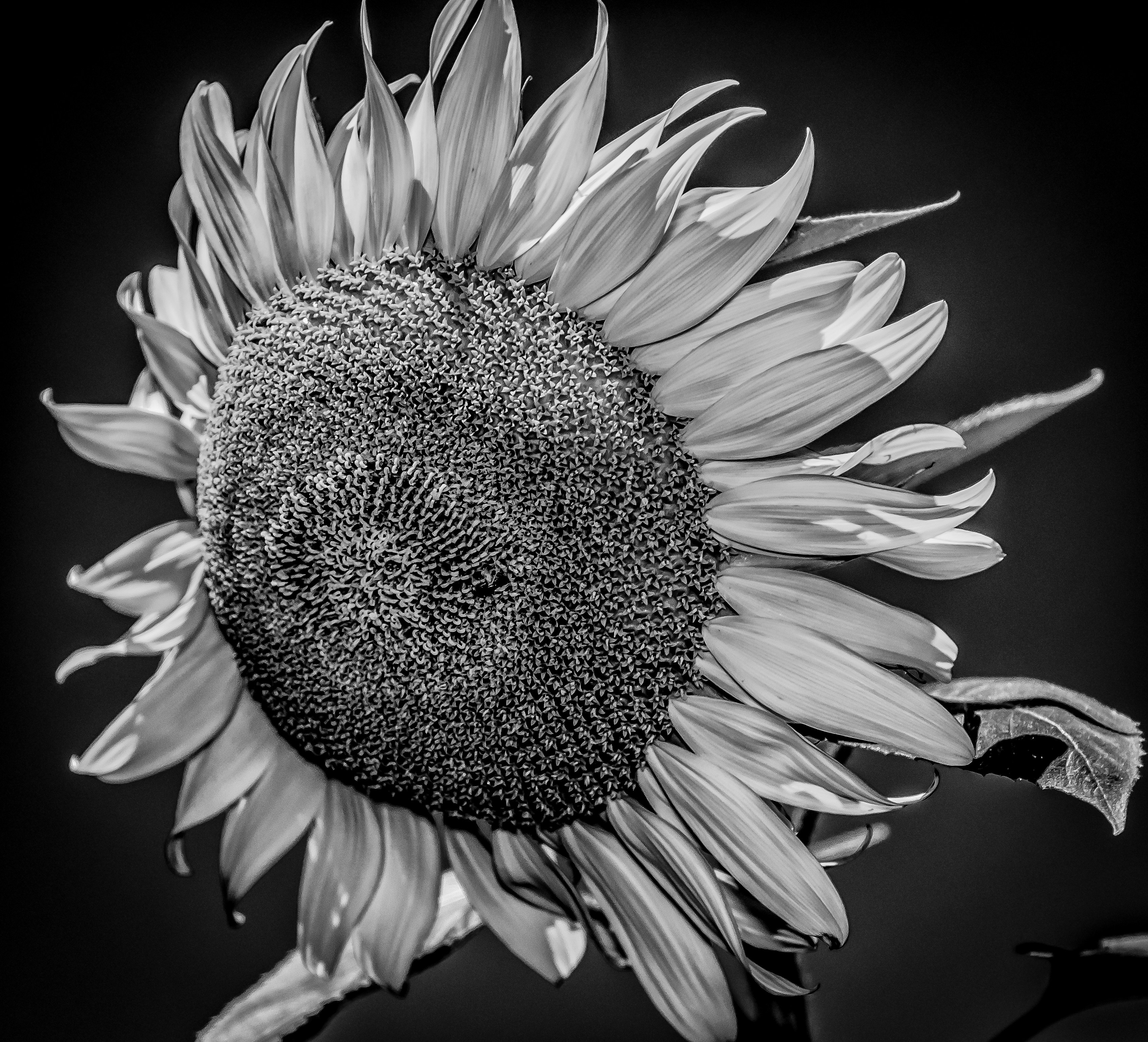 Sunflower in grayscale photography photo – Free Grey Image on Unsplash