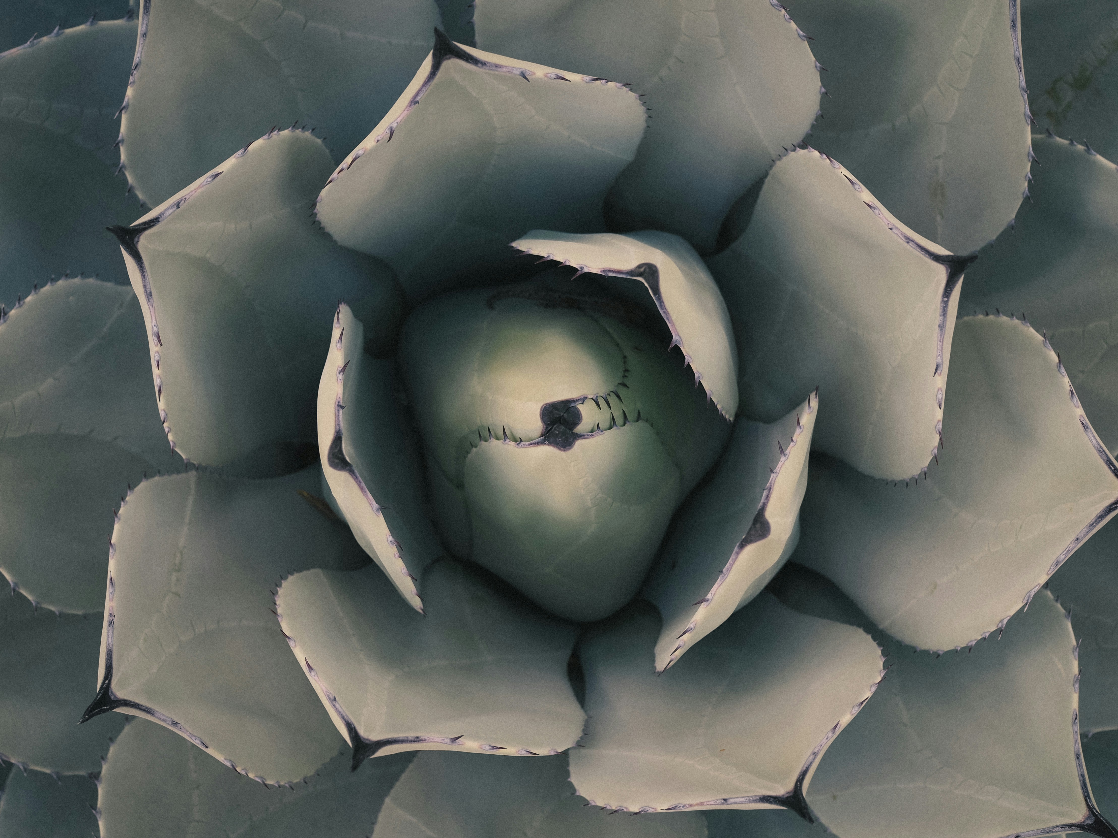 Close-up of a pale blue-green agave rosette with layered leaves forming a tight spiral toward the center. A botanical photograph emphasizing texture and cool tones.