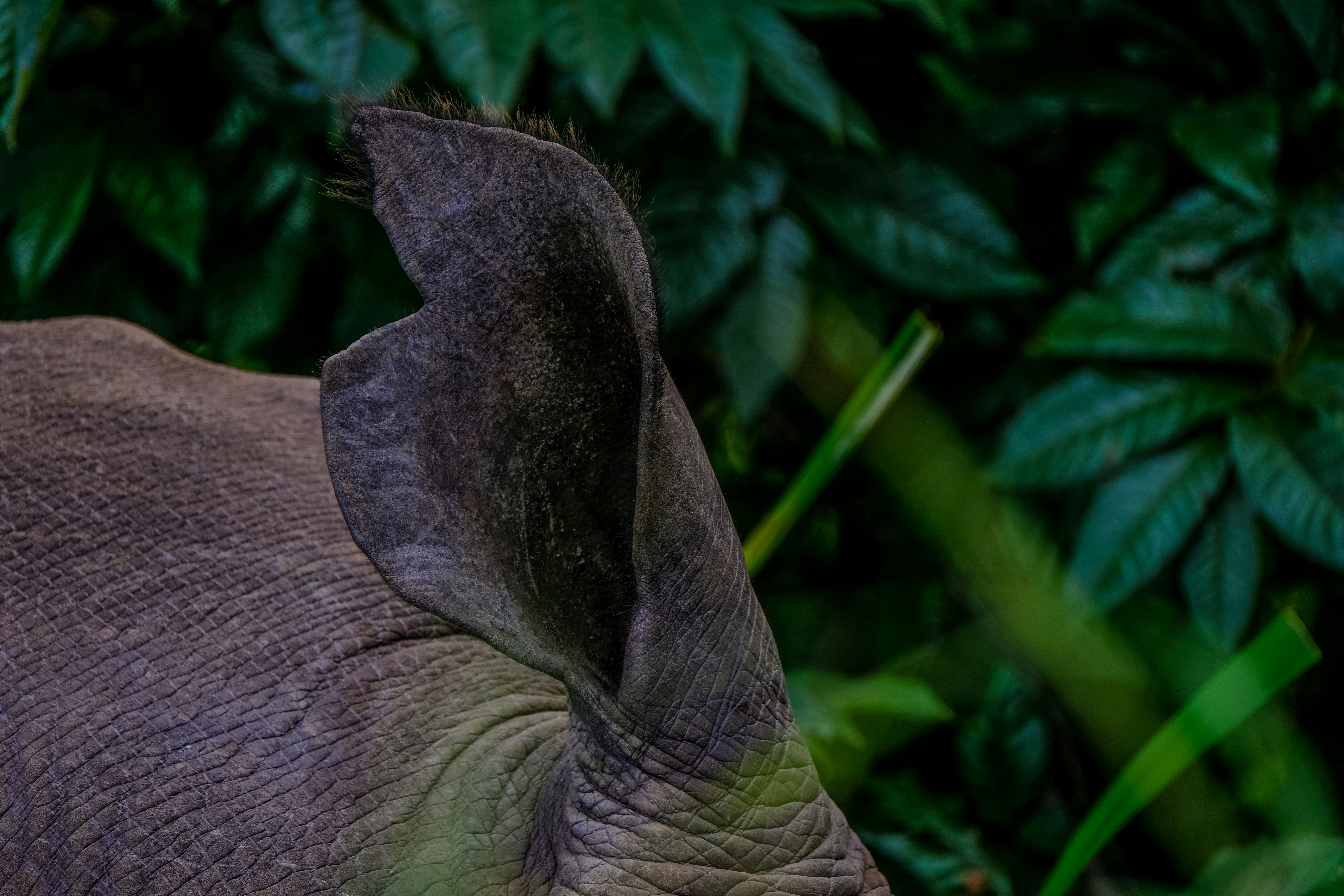 Close-up of an elephant's ear partially obscured by lush green foliage, highlighting the intricate textures of its skin. 