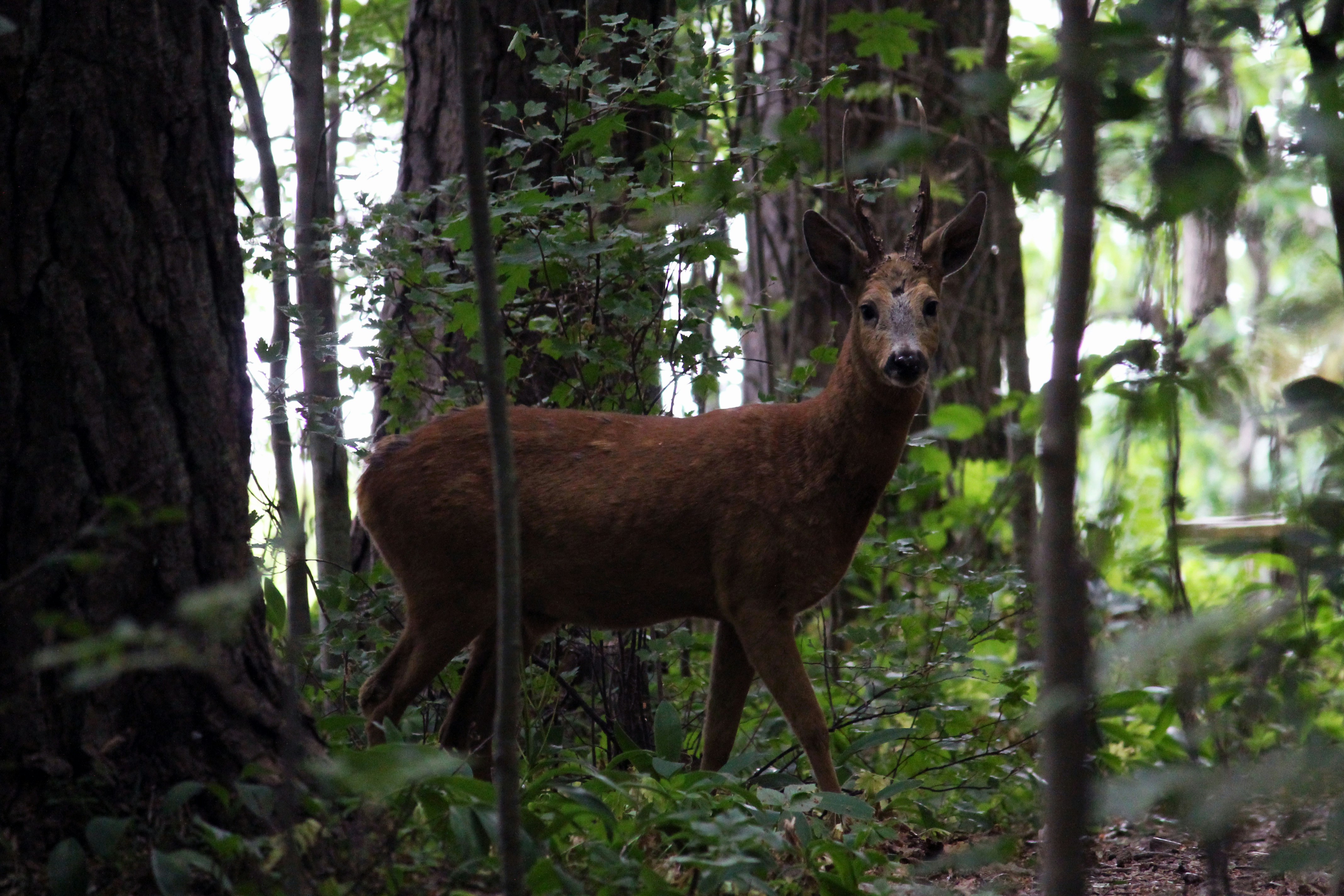 Deer under tree during daytime photo – Free Forest Image on Unsplash