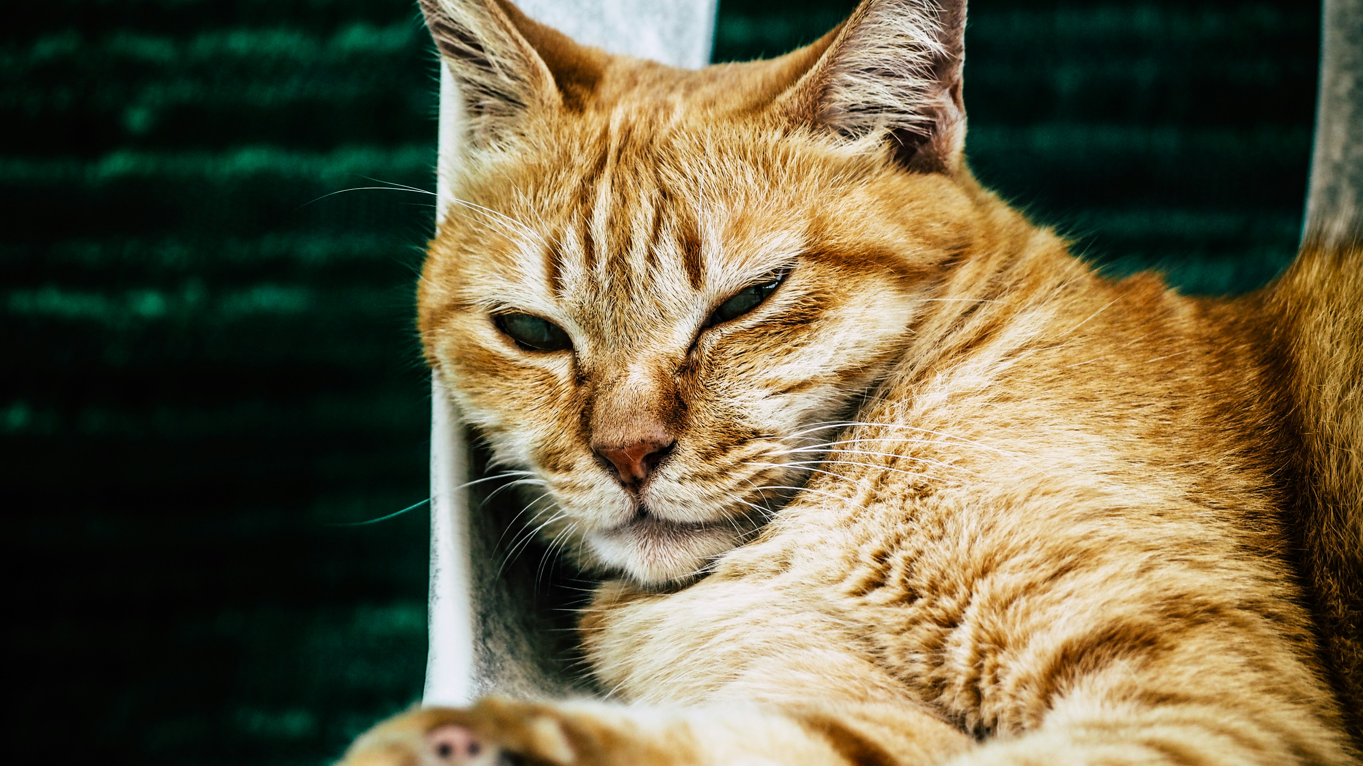 Close-up of a relaxed ginger cat lounging comfortably with a serene expression. The background features a textured green surface.