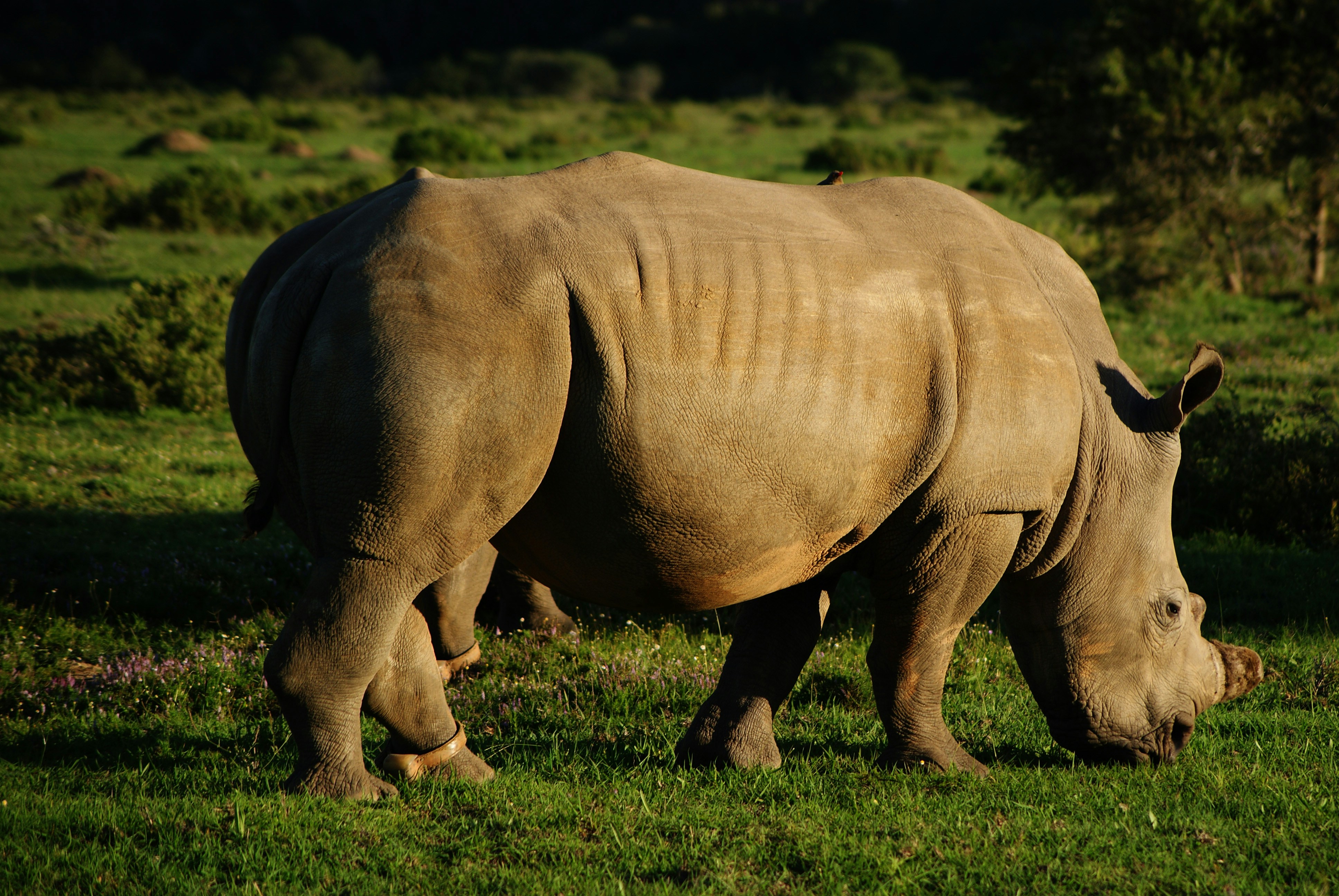 Rhinoceros grazing on lush green grass under daylight.