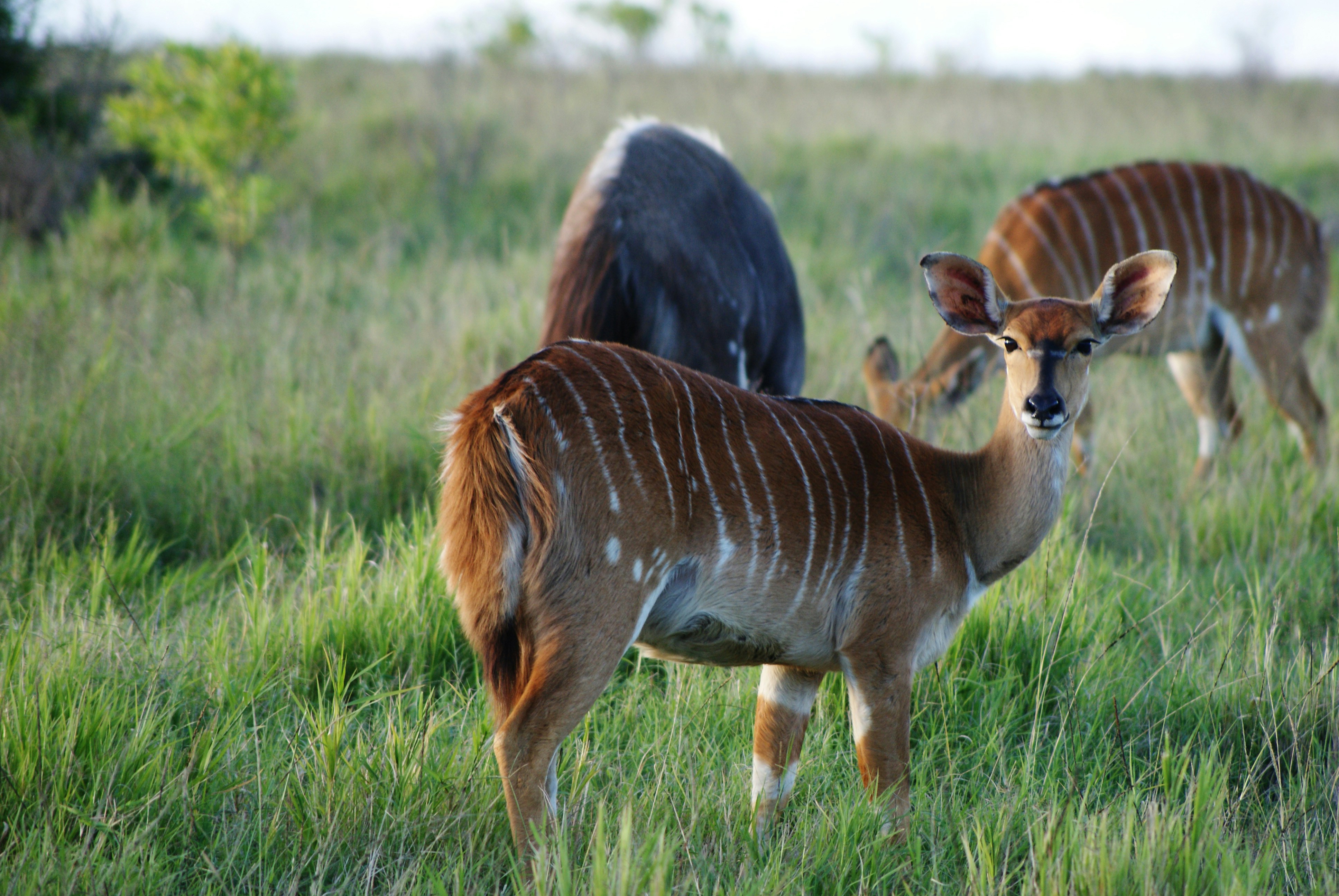 Nyala gazing curiously in a lush green field, showcasing its distinctive striped coat. A serene wildlife moment captured in nature.