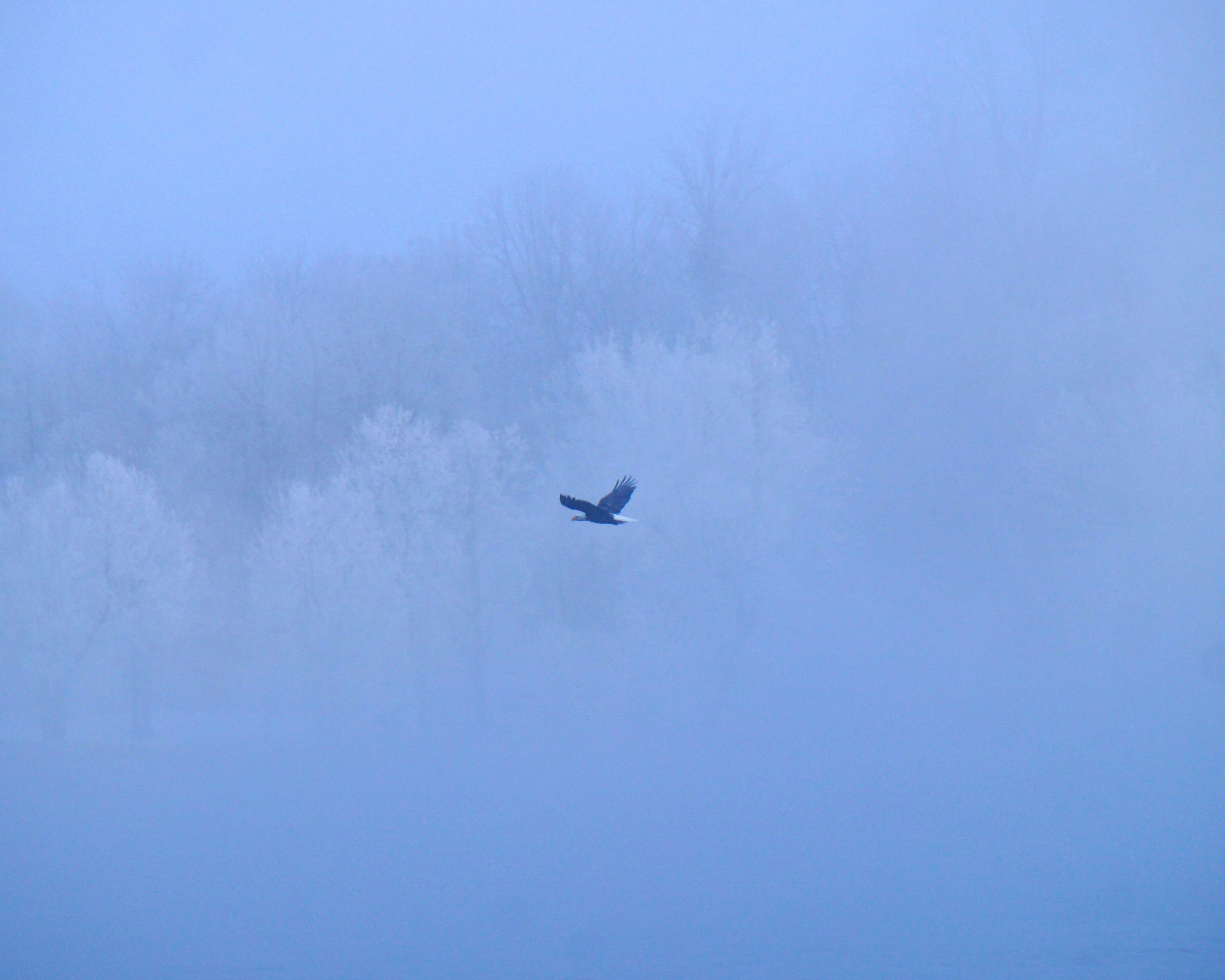 A solitary bird glides through a fog-laden landscape, framed by frost-covered trees in the background. The ethereal atmosphere enhances the sense of tranquility.
