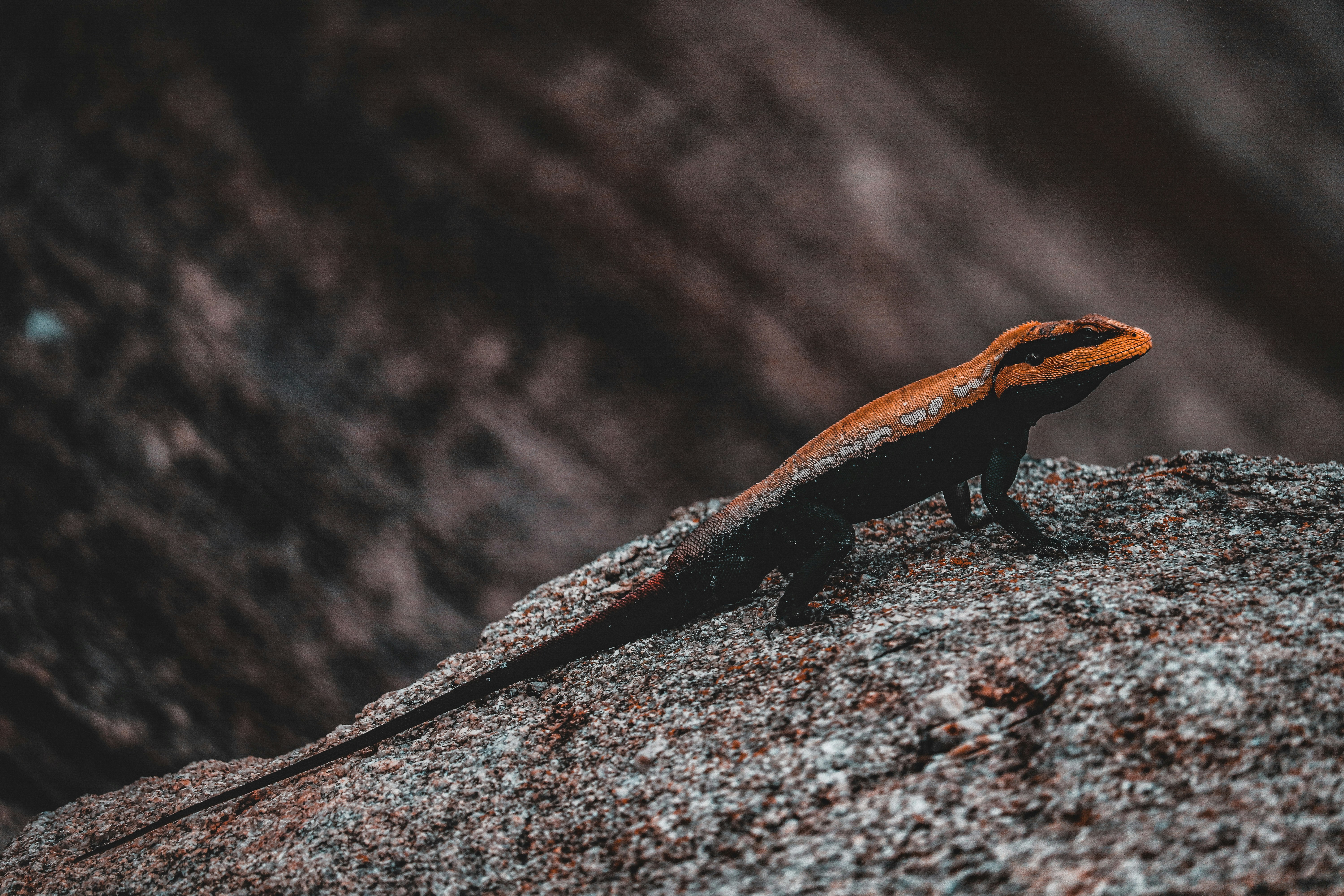 A vibrant lizard perched on a textured rock, showcasing its striking orange and black coloration against a blurred background.