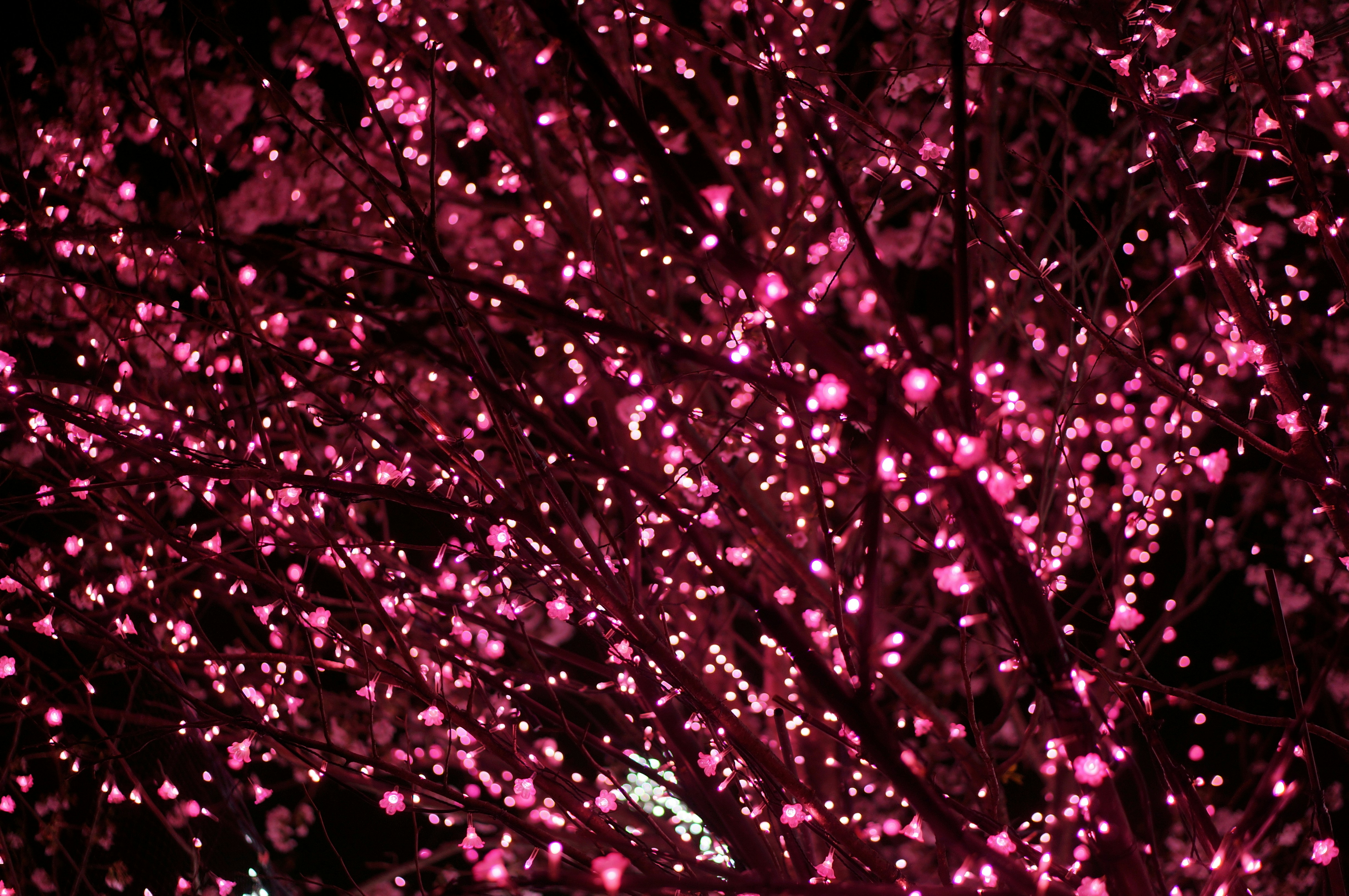 A tree that has pink lights on it photo – Free Tokyo Image on Unsplash