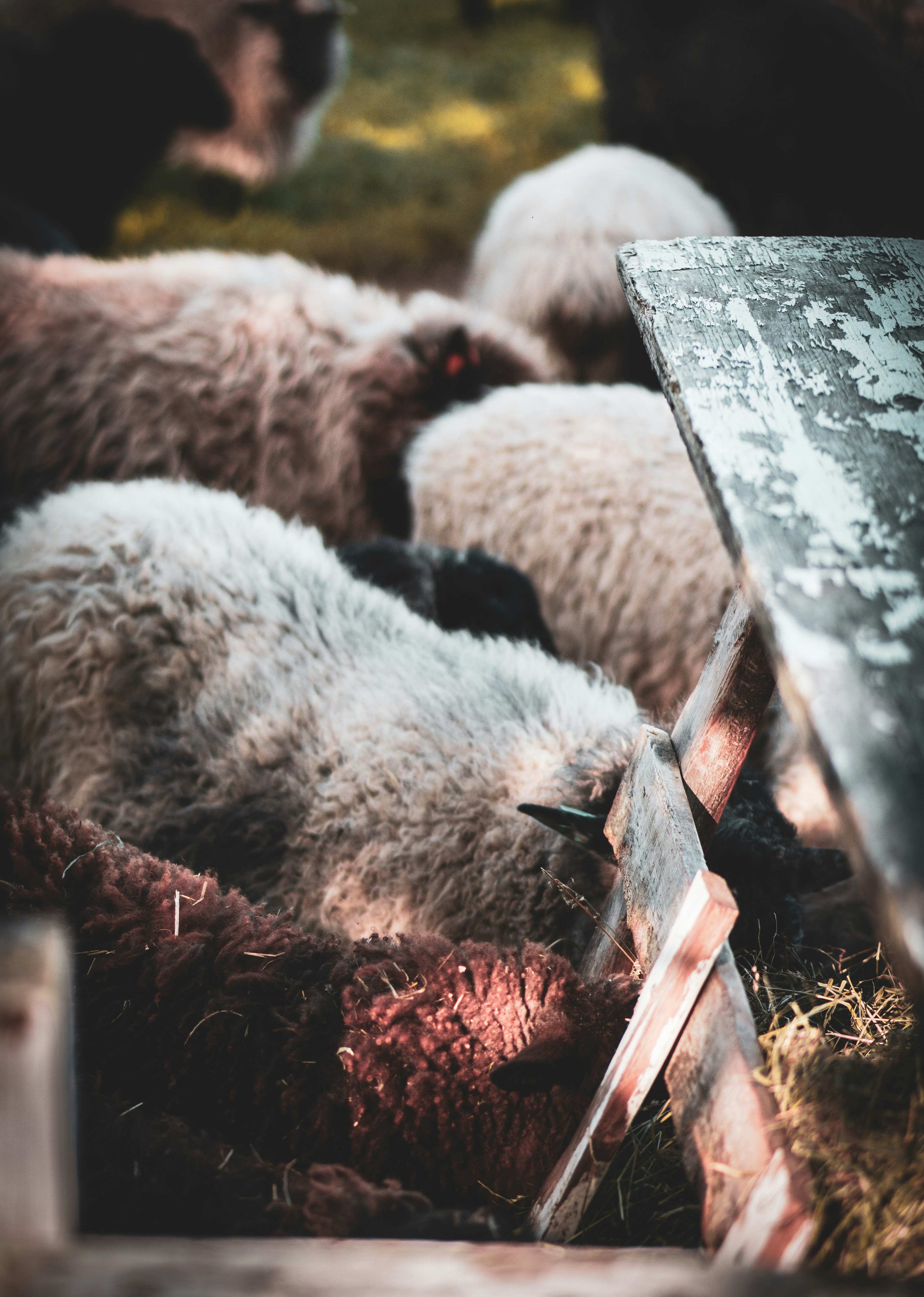 Pasture of Wool: Flocked Feeders and Weathered Wood