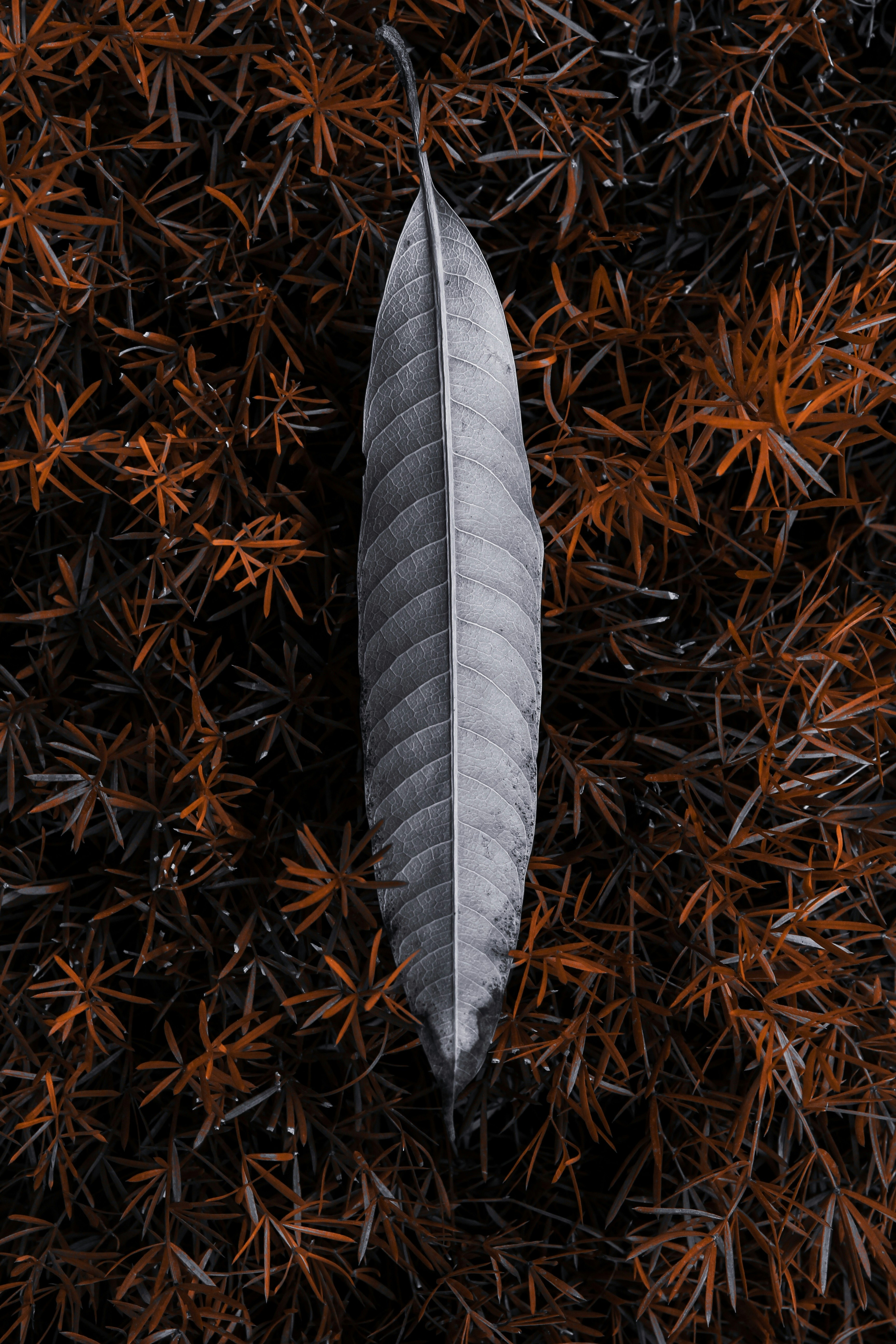Vertical Vein: A Lone Silver Leaf in Autumn's Copper Sea