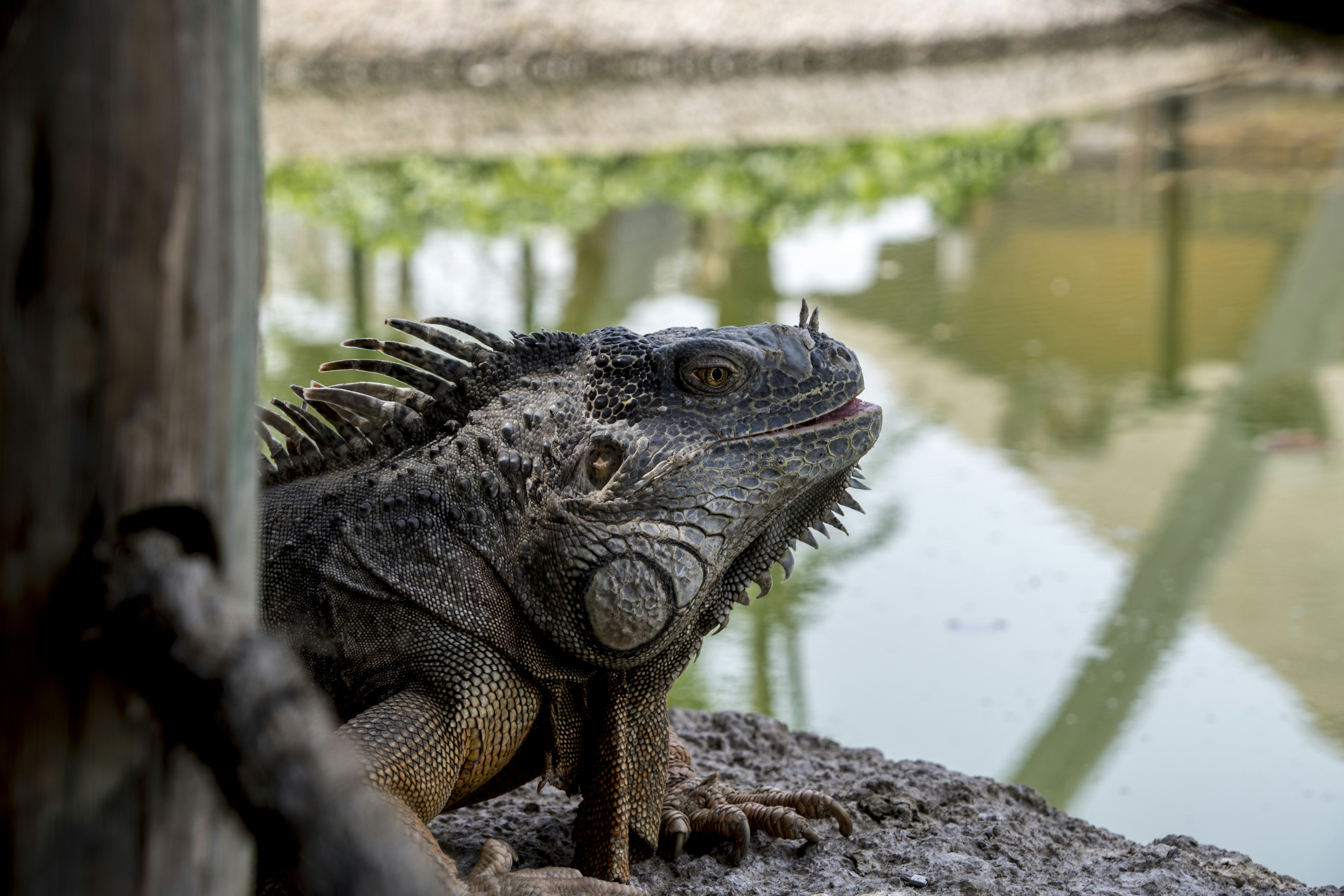 Iguana Sentinel by the Waterline