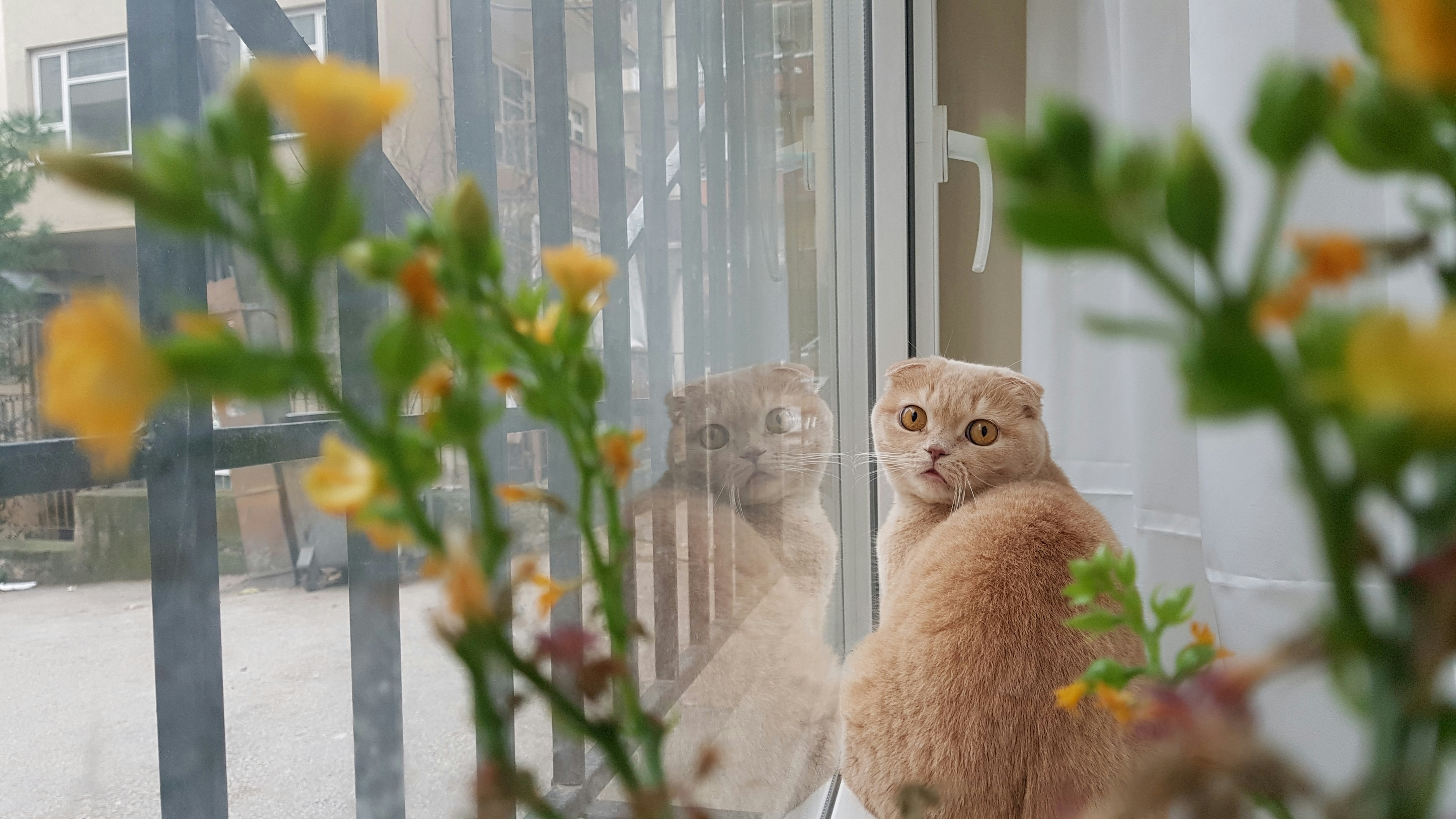 Selective focus photography of orange tabby cat beside window photo ...