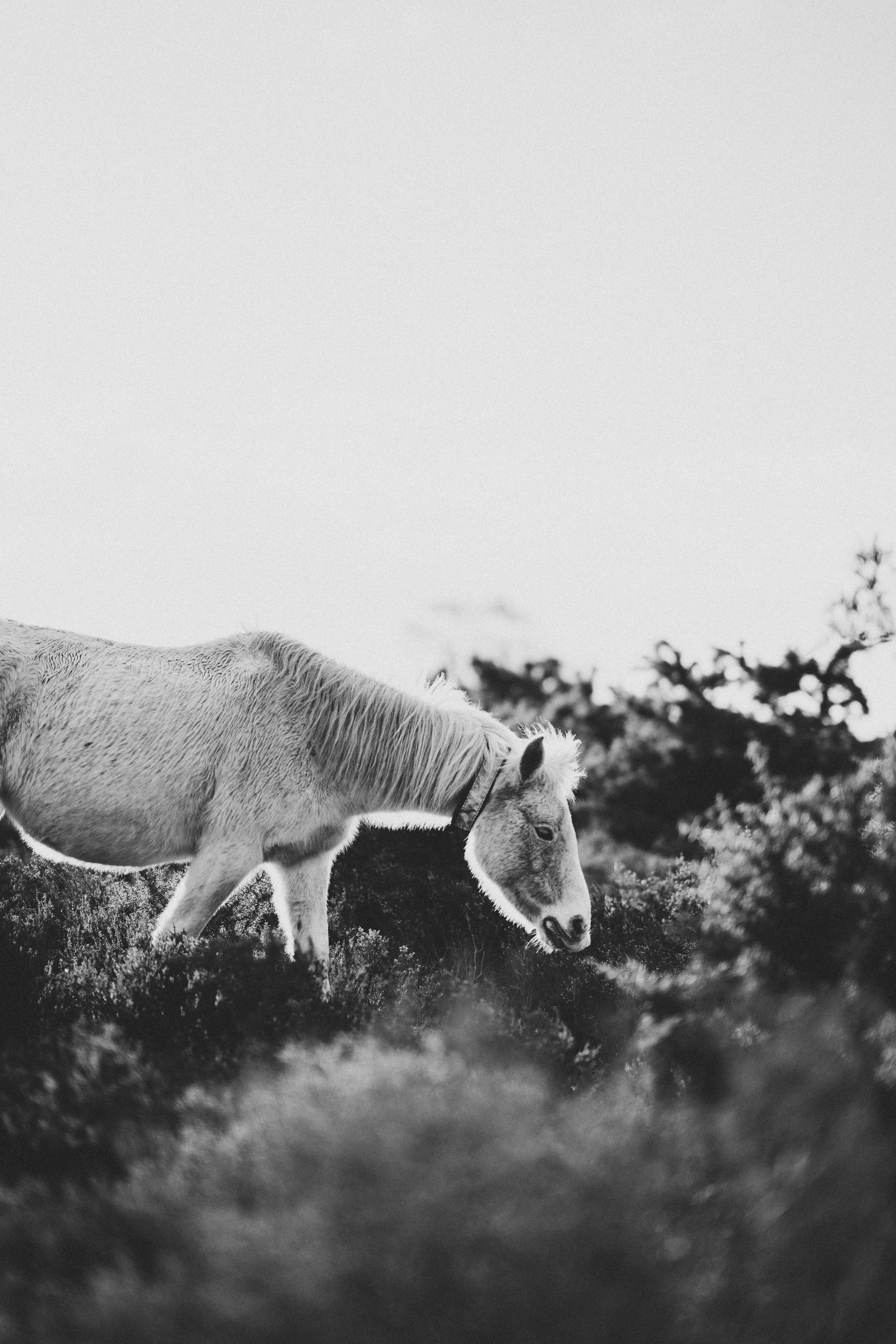Grazing in Monochrome: A Lonely Equine on the Moor