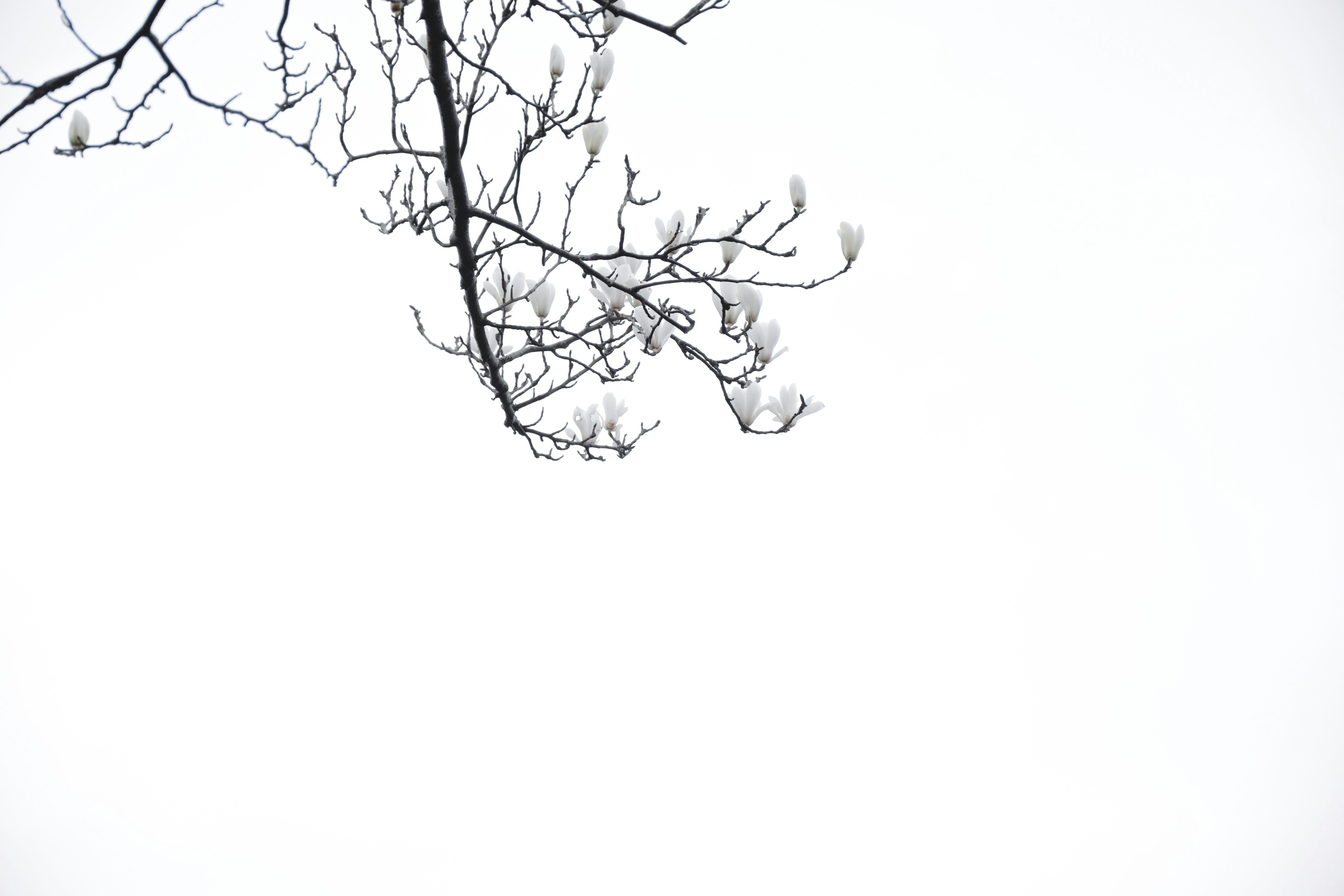 Selective focus photography of tree branch photo – Free Grey Image on ...