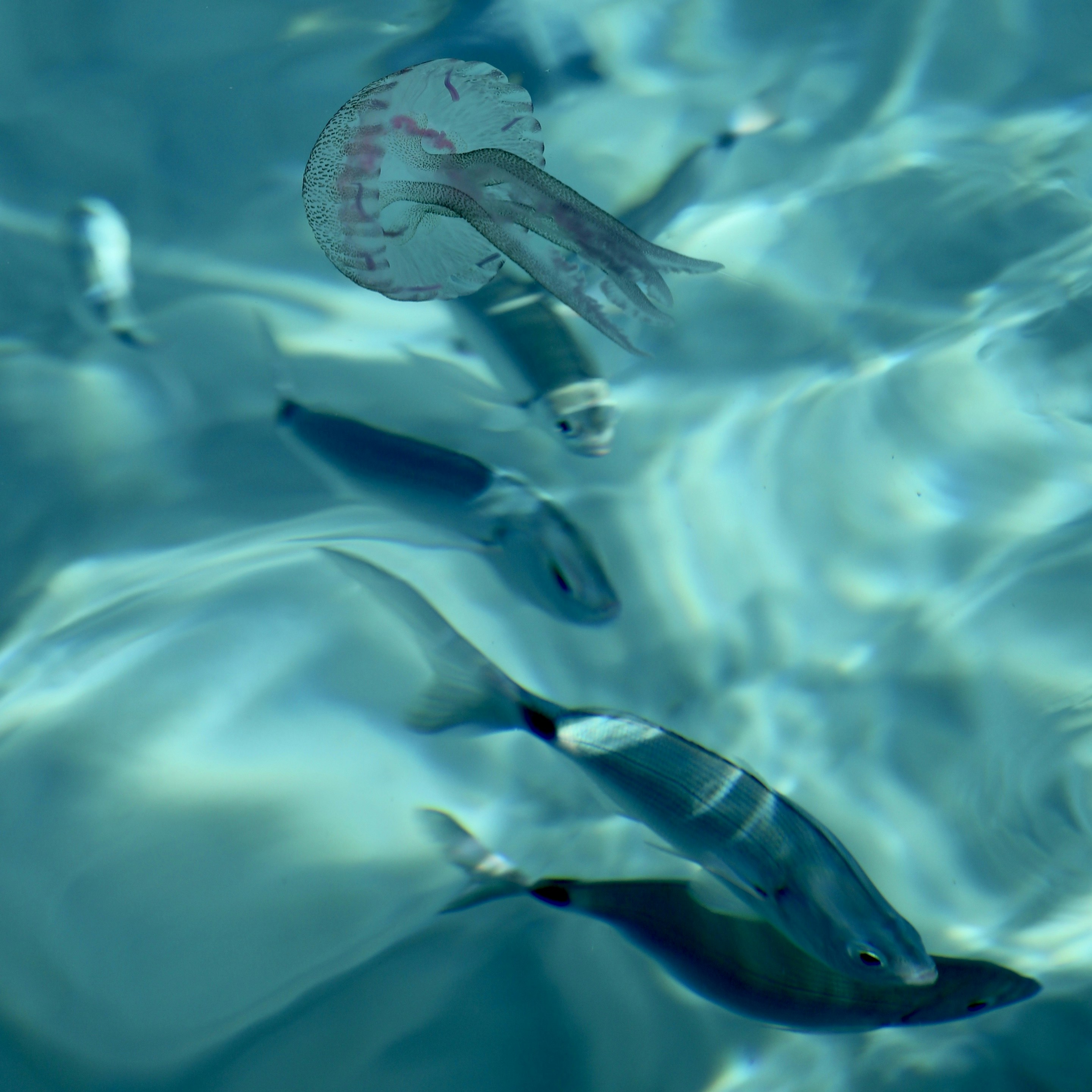 Translucent jellyfish gracefully gliding through shimmering water, surrounded by curious fish. 