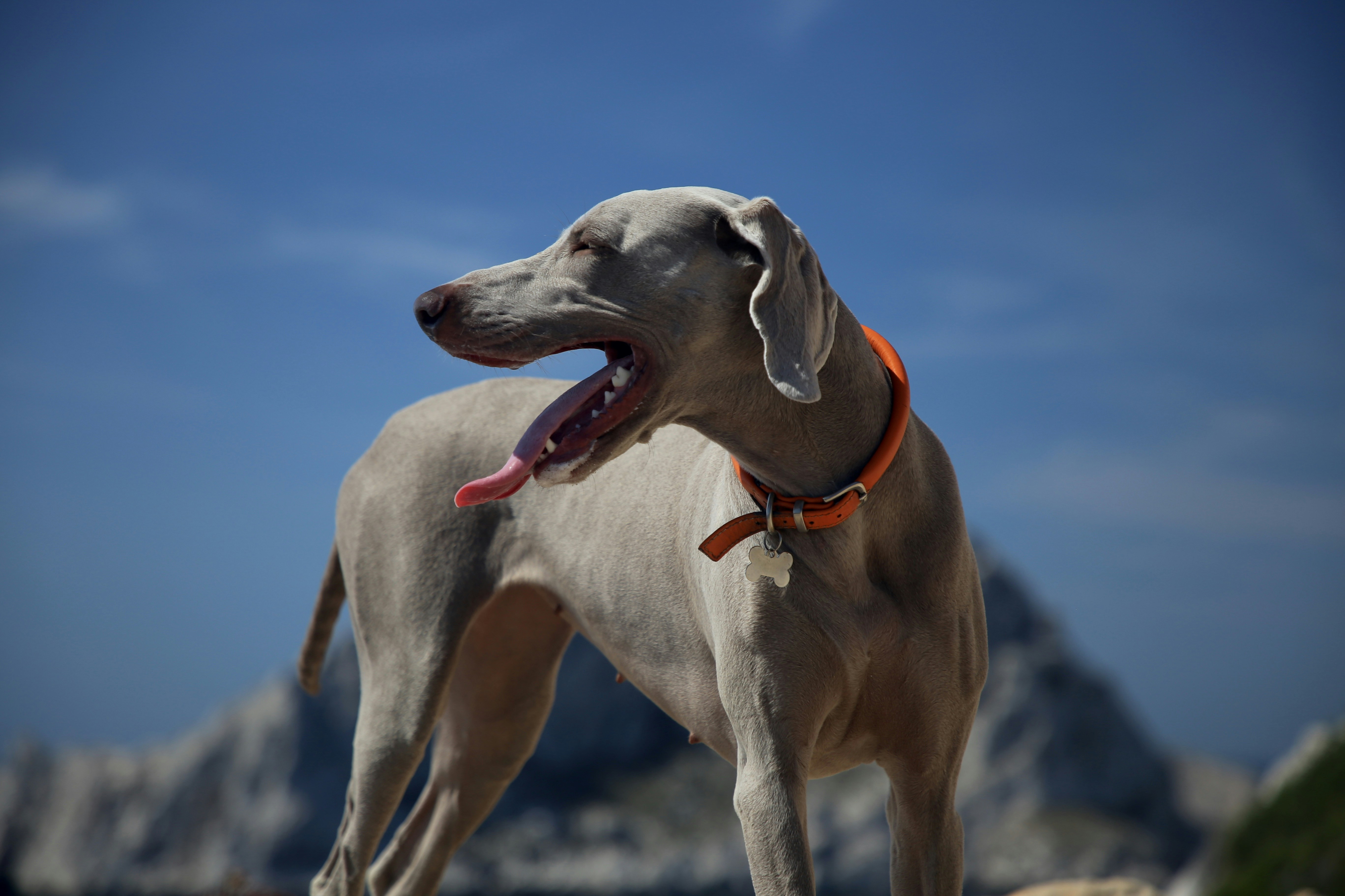 Orange-Collared Greyhound Peaks Against Alpine Blue