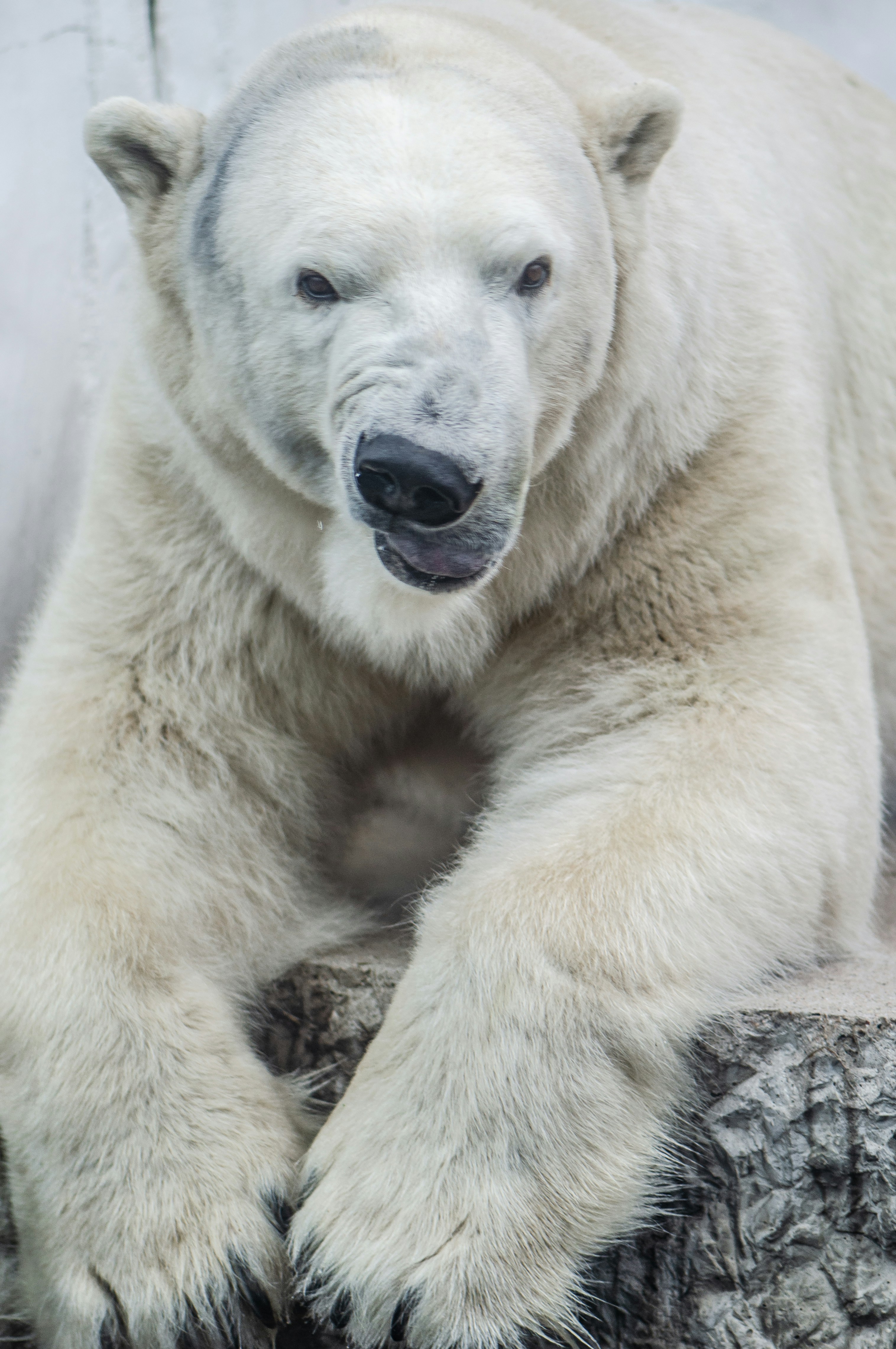 White Bear Pictures | Download Free Images on Unsplash