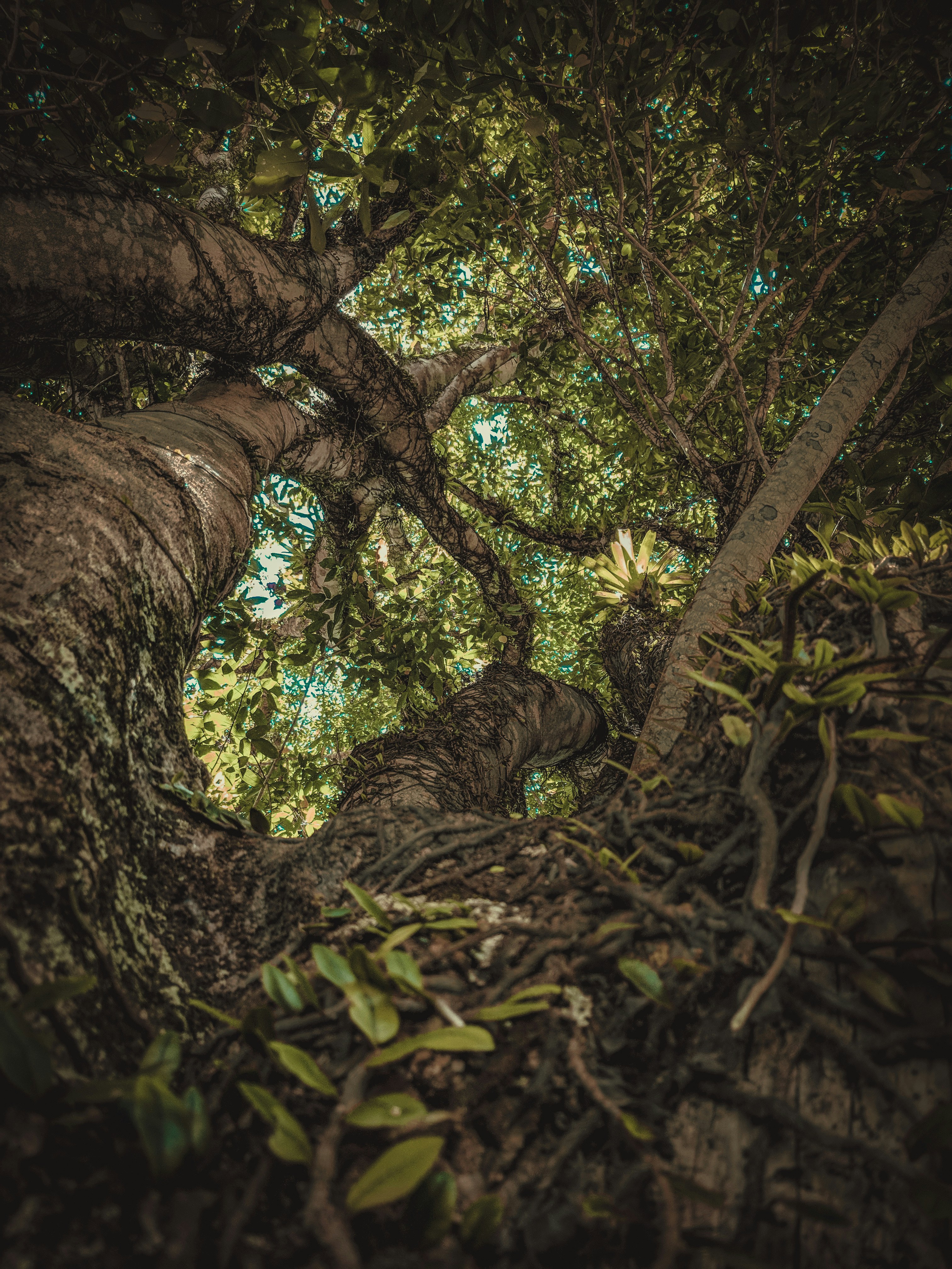 Vines crawling on tall green tree photo – Free Nature Image on Unsplash
