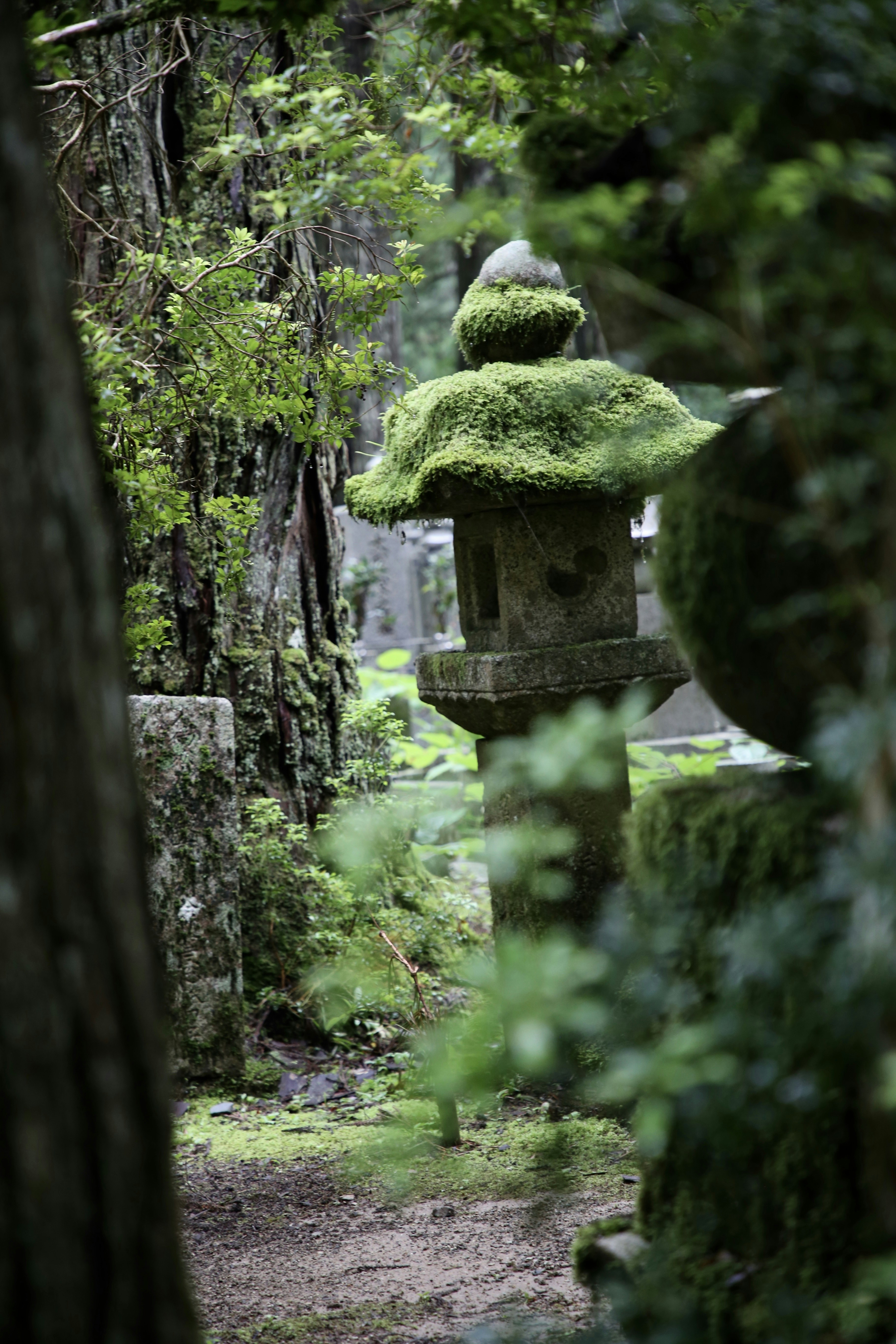 A moss-covered stone lantern nestled among lush greenery in a tranquil setting, evoking a sense of serenity and nature's embrace.