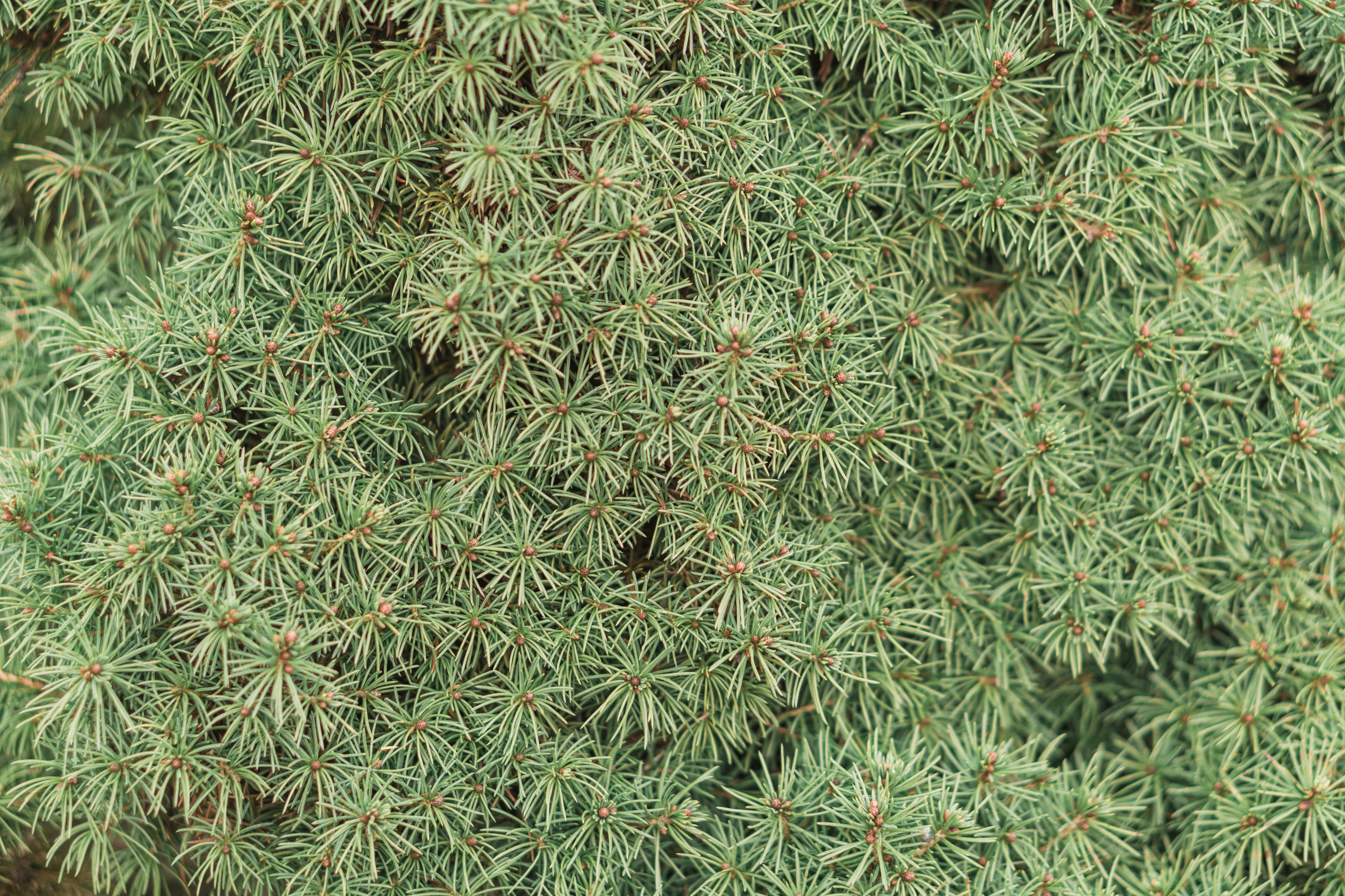 Dense cluster of evergreen foliage showcasing intricate patterns and textures. Ideal for nature enthusiasts and botanical studies.