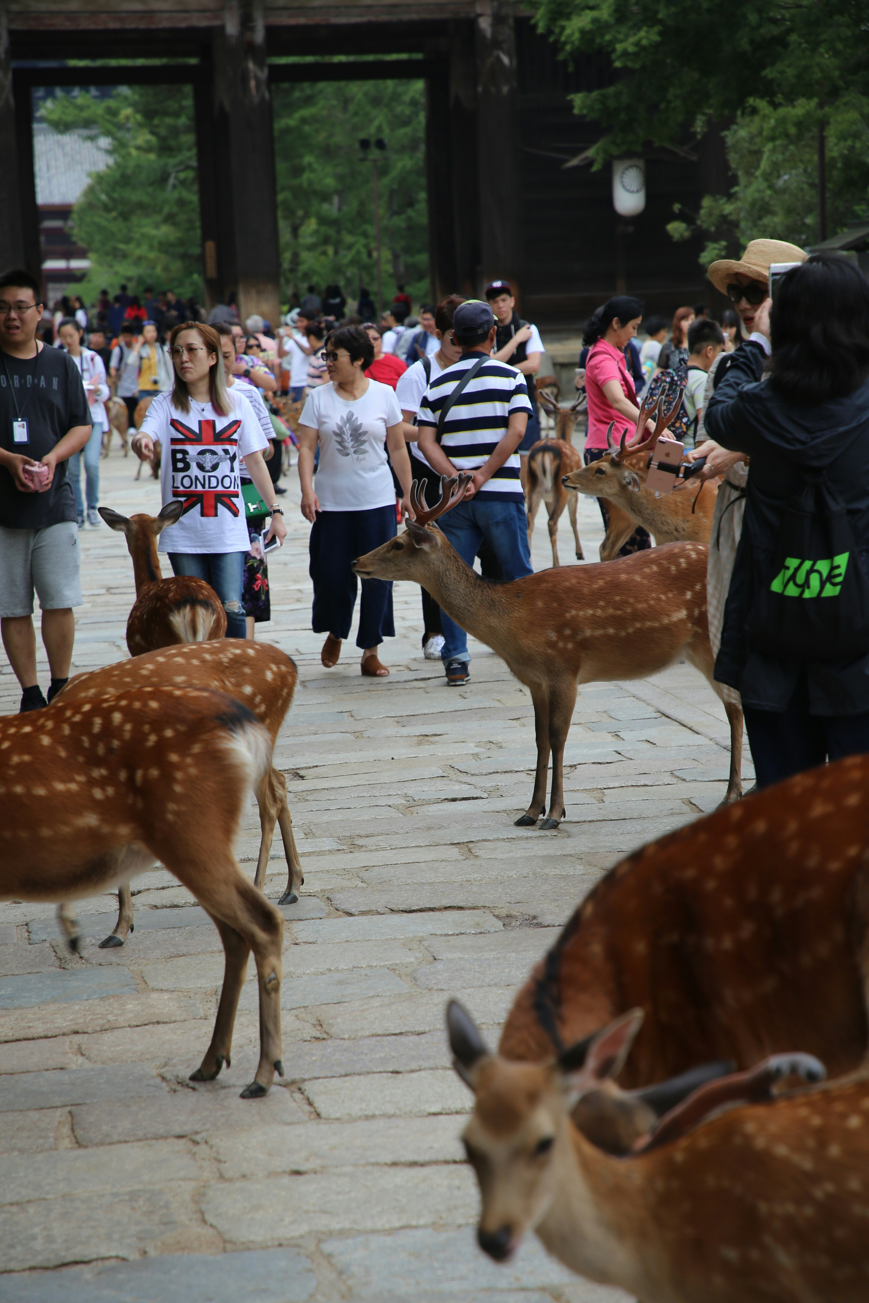 Group of deer near people at park during daytime photo – Free Animal ...