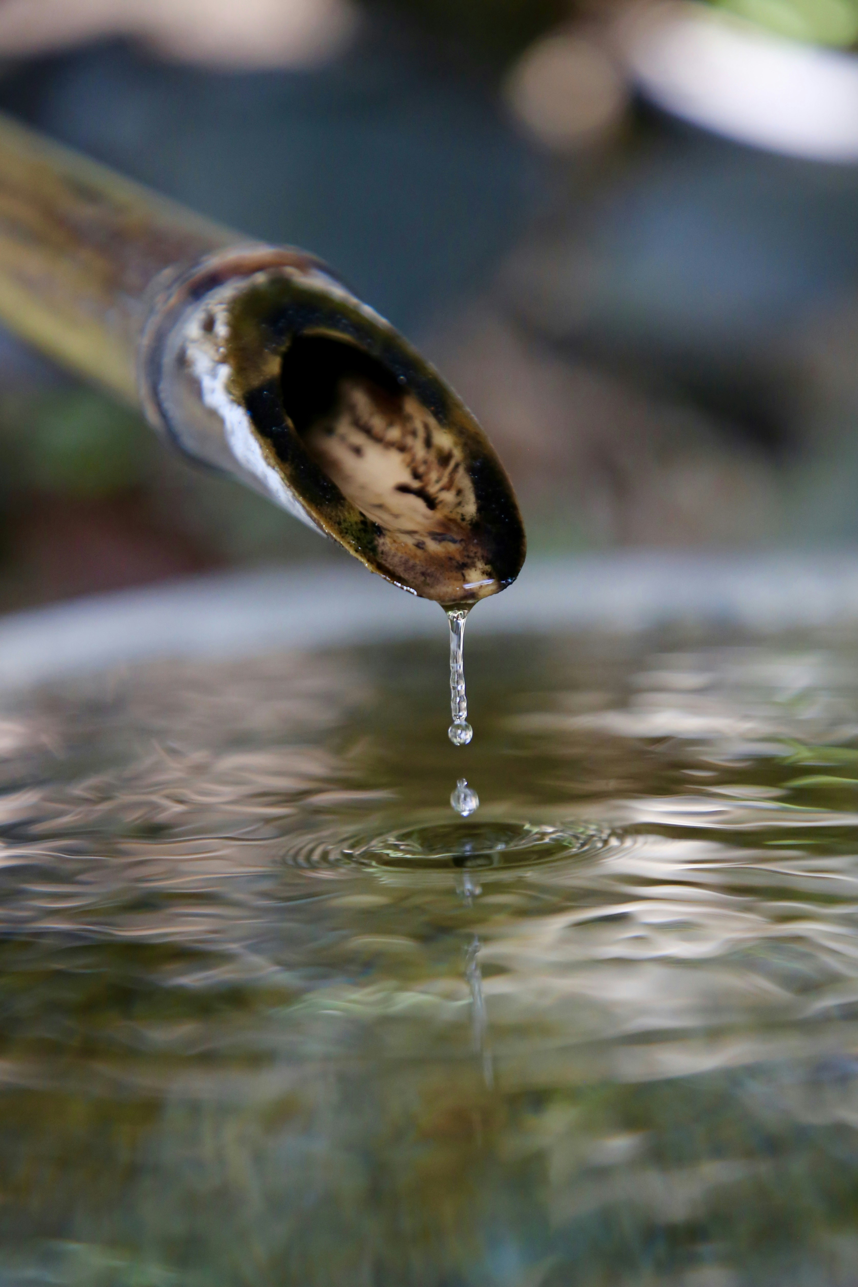 Bamboo spout gently releasing water droplets into a calm surface, creating concentric ripples. A tranquil moment captured in nature.